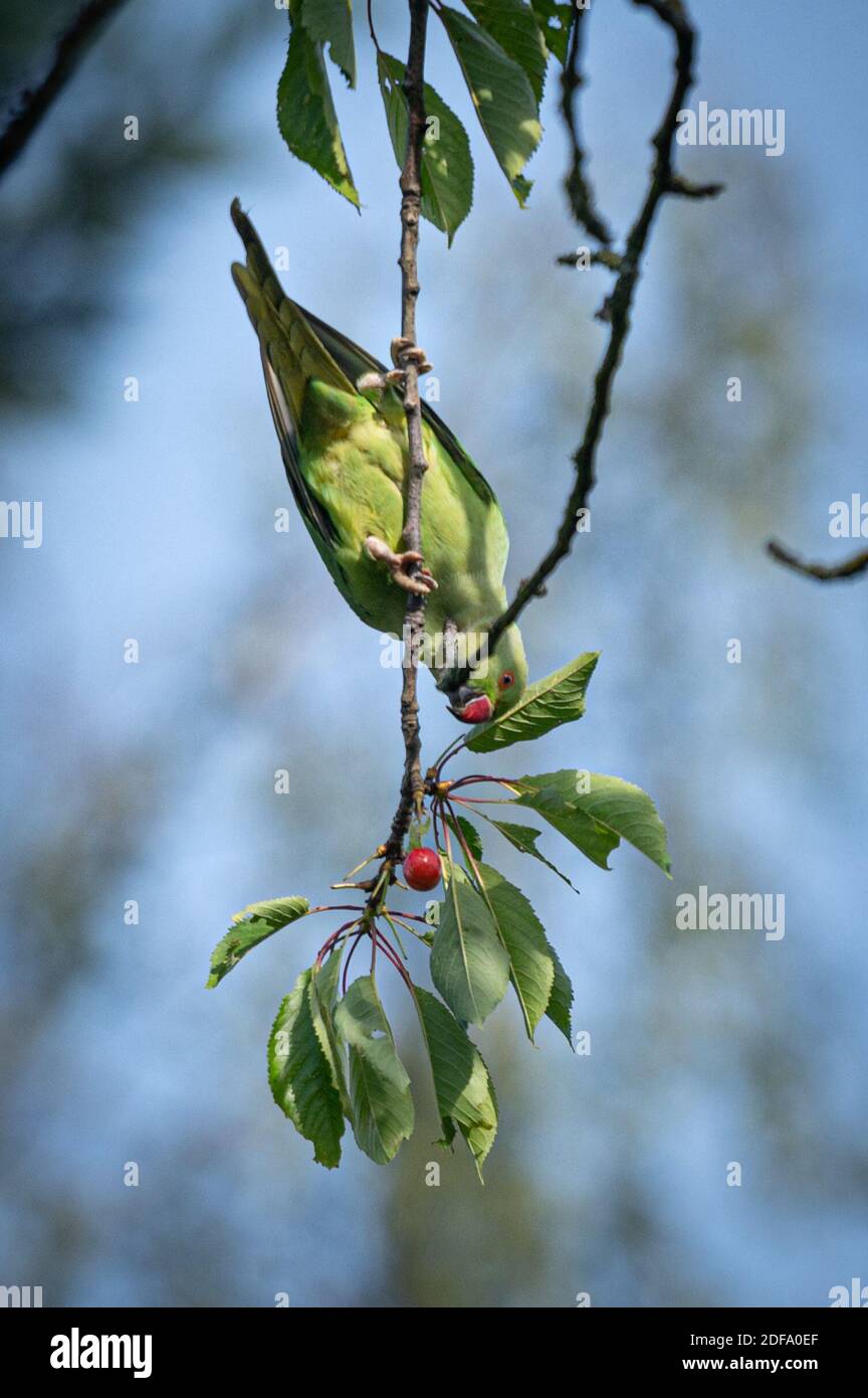 Ring-tailed parakeets (Psittacula krameri) are photographed in Le ...