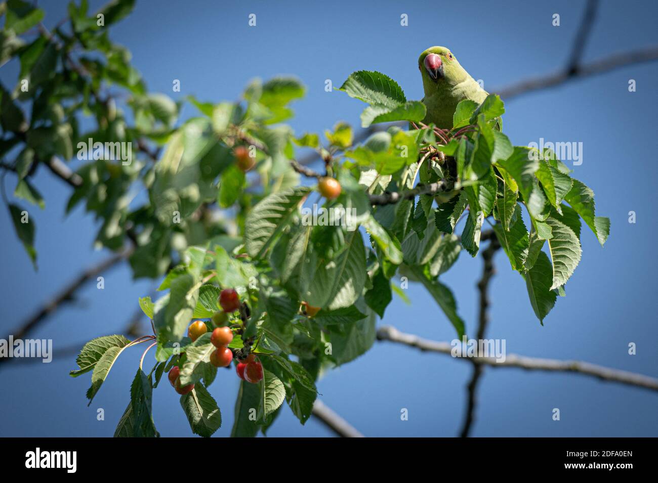 Ring-tailed parakeets (Psittacula krameri) are photographed in Le ...
