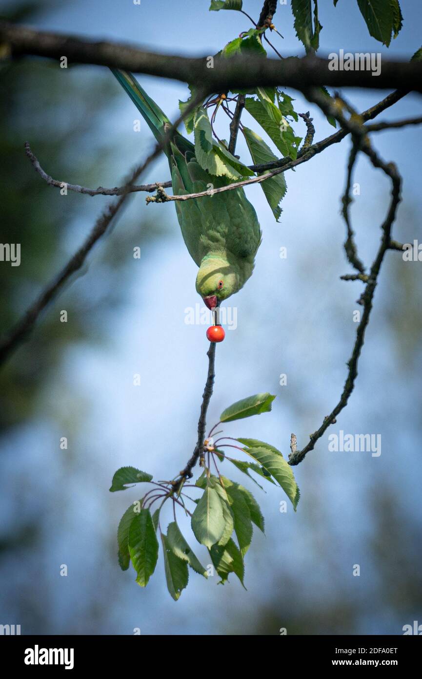 Ring-tailed parakeets (Psittacula krameri) are photographed in Le ...