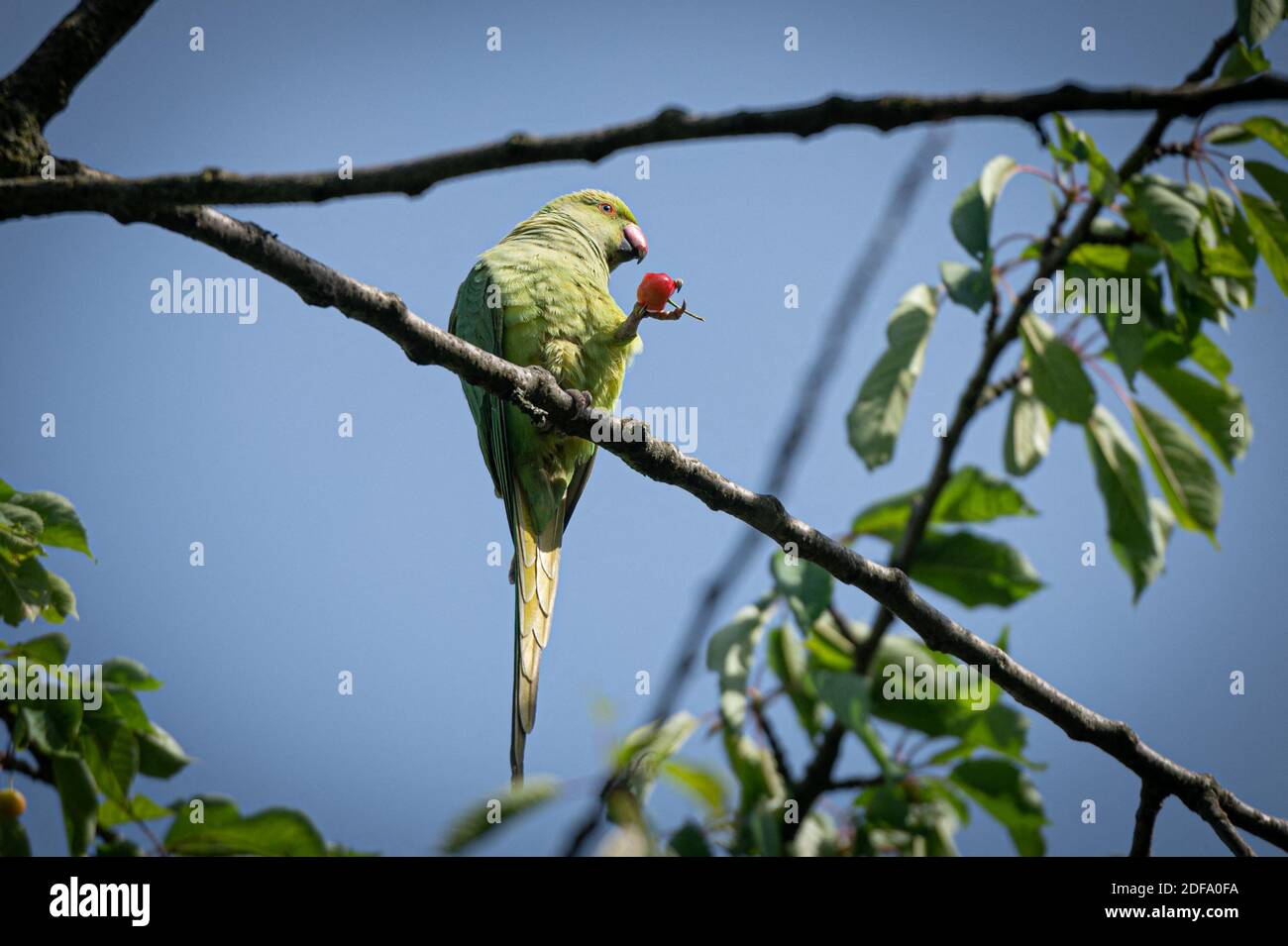 Ring-tailed parakeets (Psittacula krameri) are photographed in Le ...