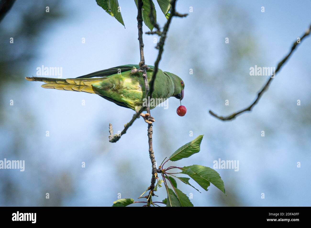 Oiseau marne hi-res stock photography and images - Alamy