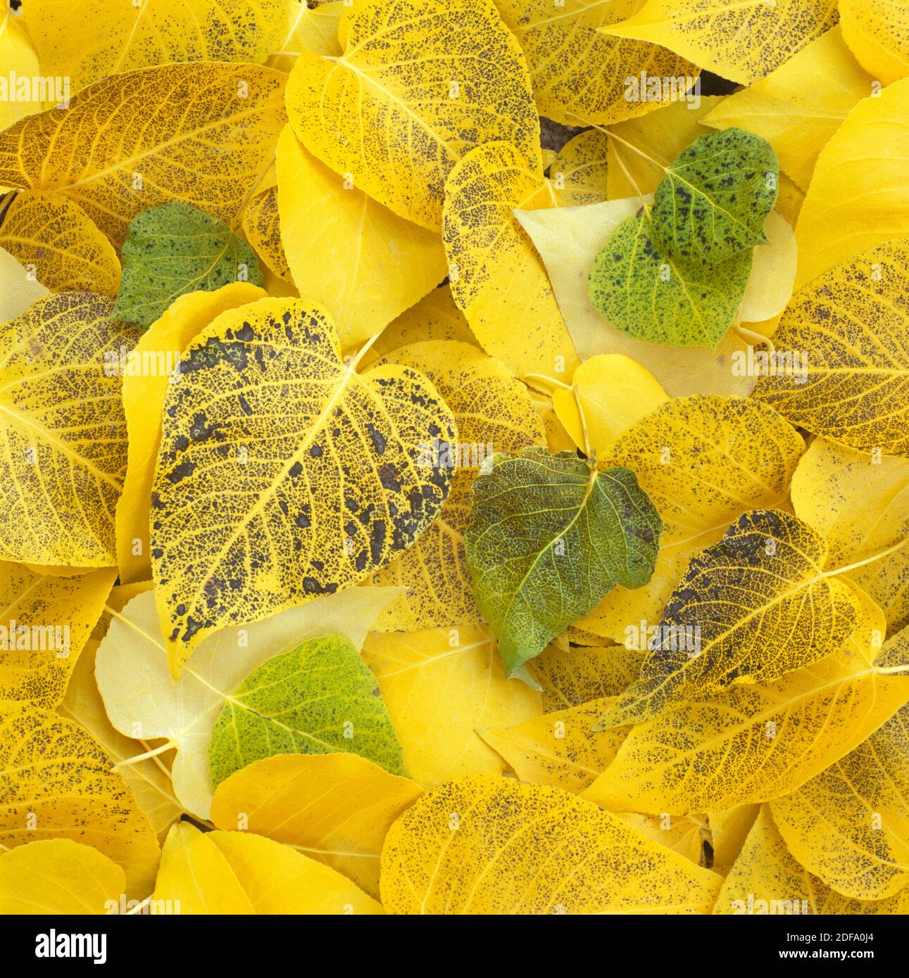 GOLDEN ASPEN LEAVES make a beautiful pattern on the forest floor ...