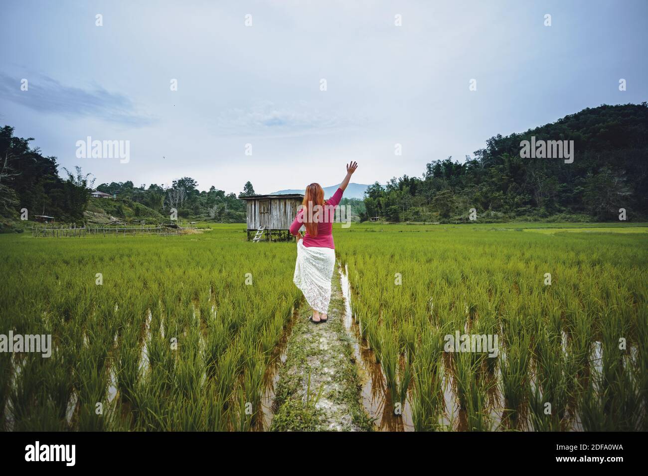 Rice paddy farm landscape view with a woman raising her hand Stock ...