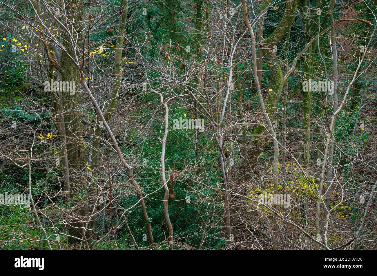 Dense tangle of branches, stripped bare of leaves in Autumn, in ...