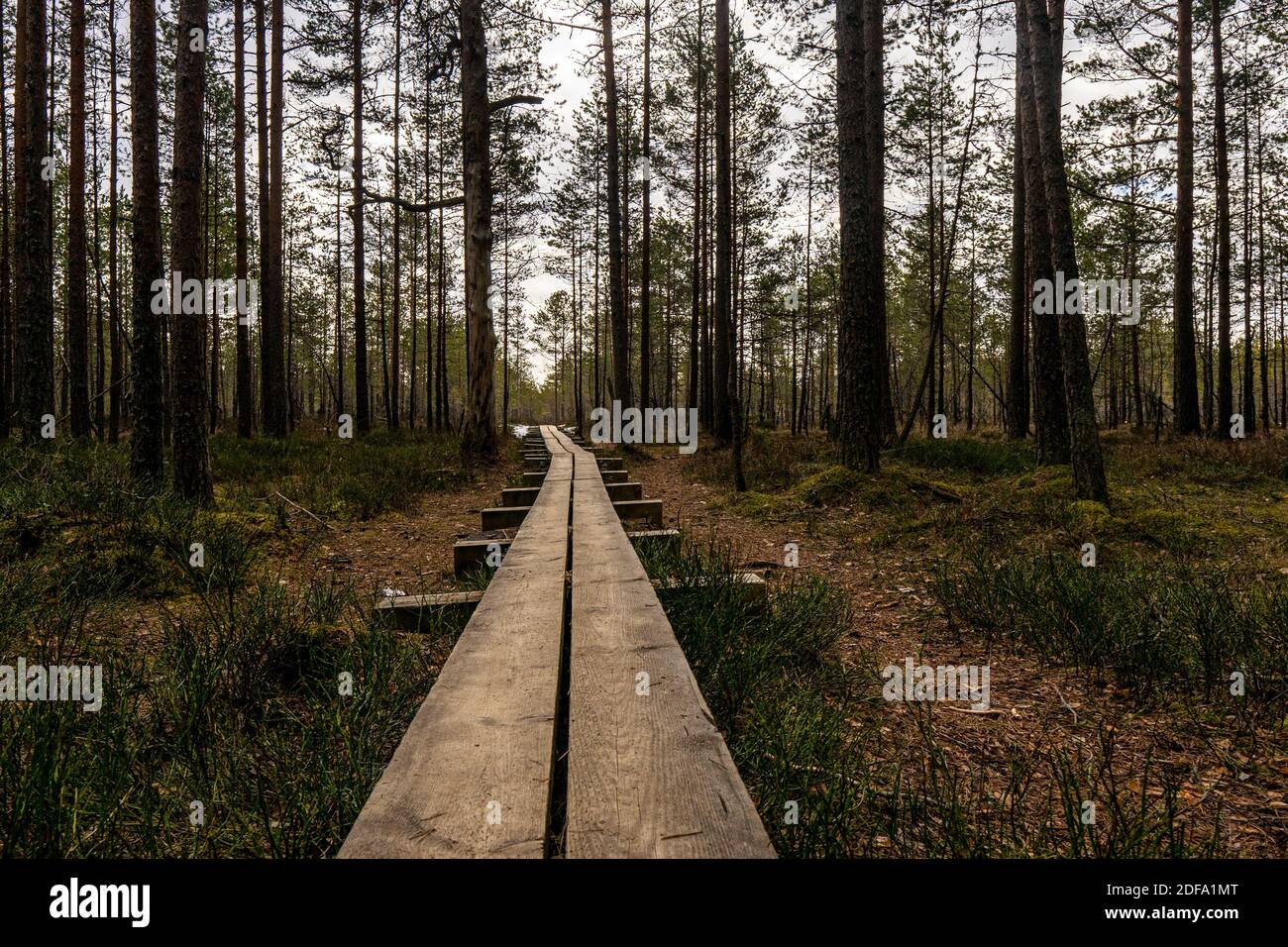 Viru bog trail hi-res stock photography and images - Alamy