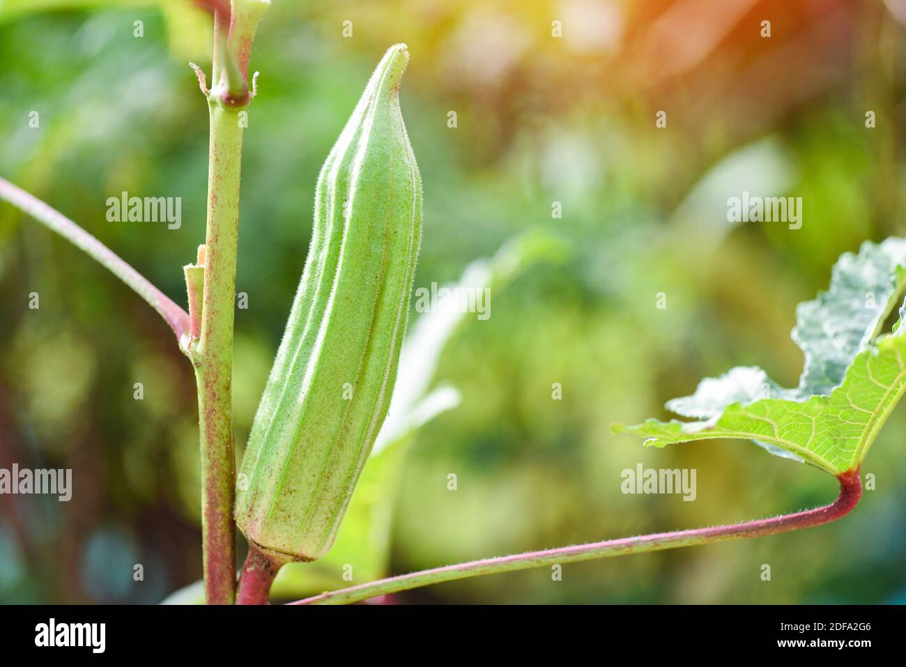 Okra on field hi-res stock photography and images - Alamy