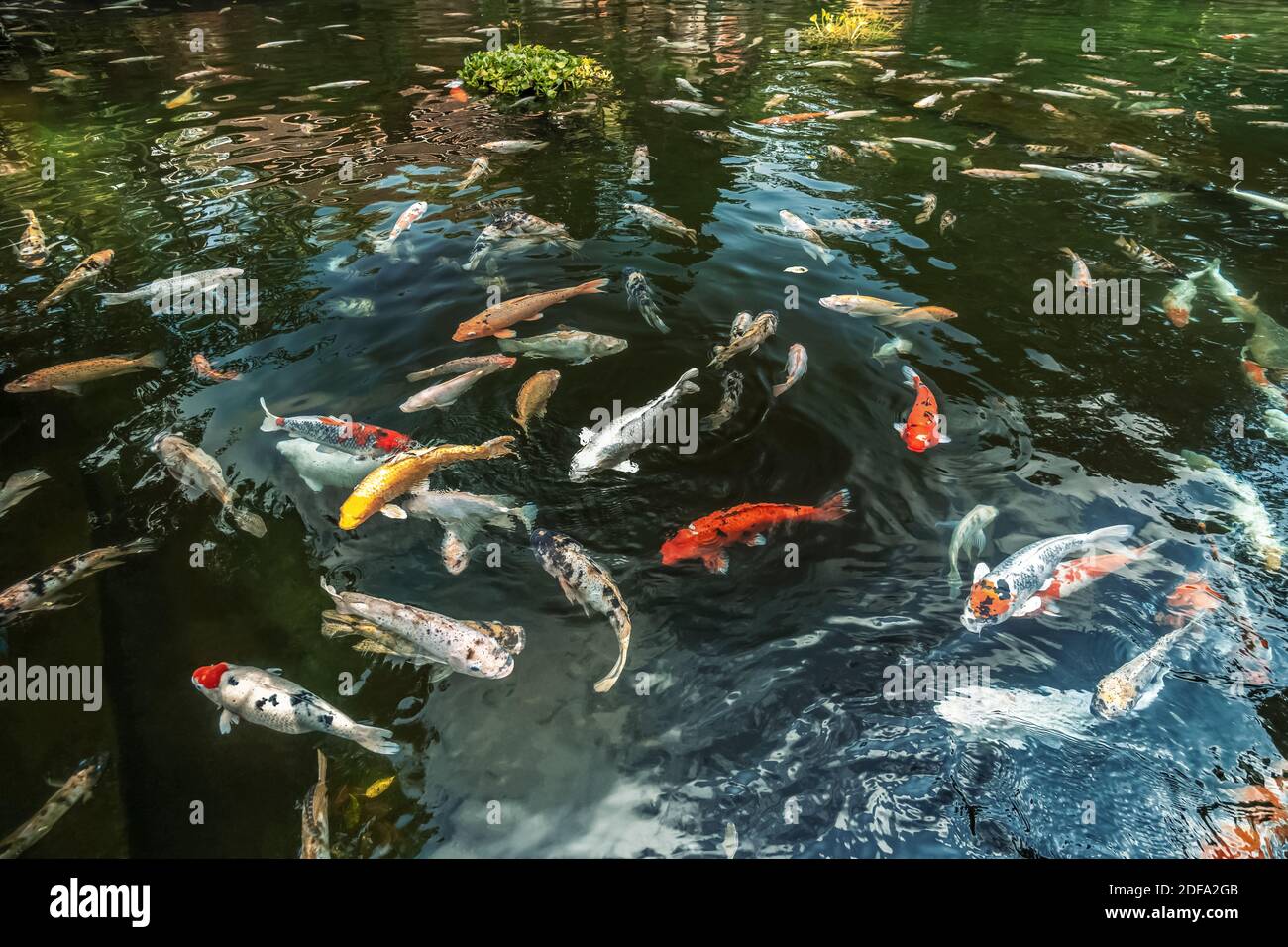Colorful koi fish swimming in a pond Stock Photo - Alamy