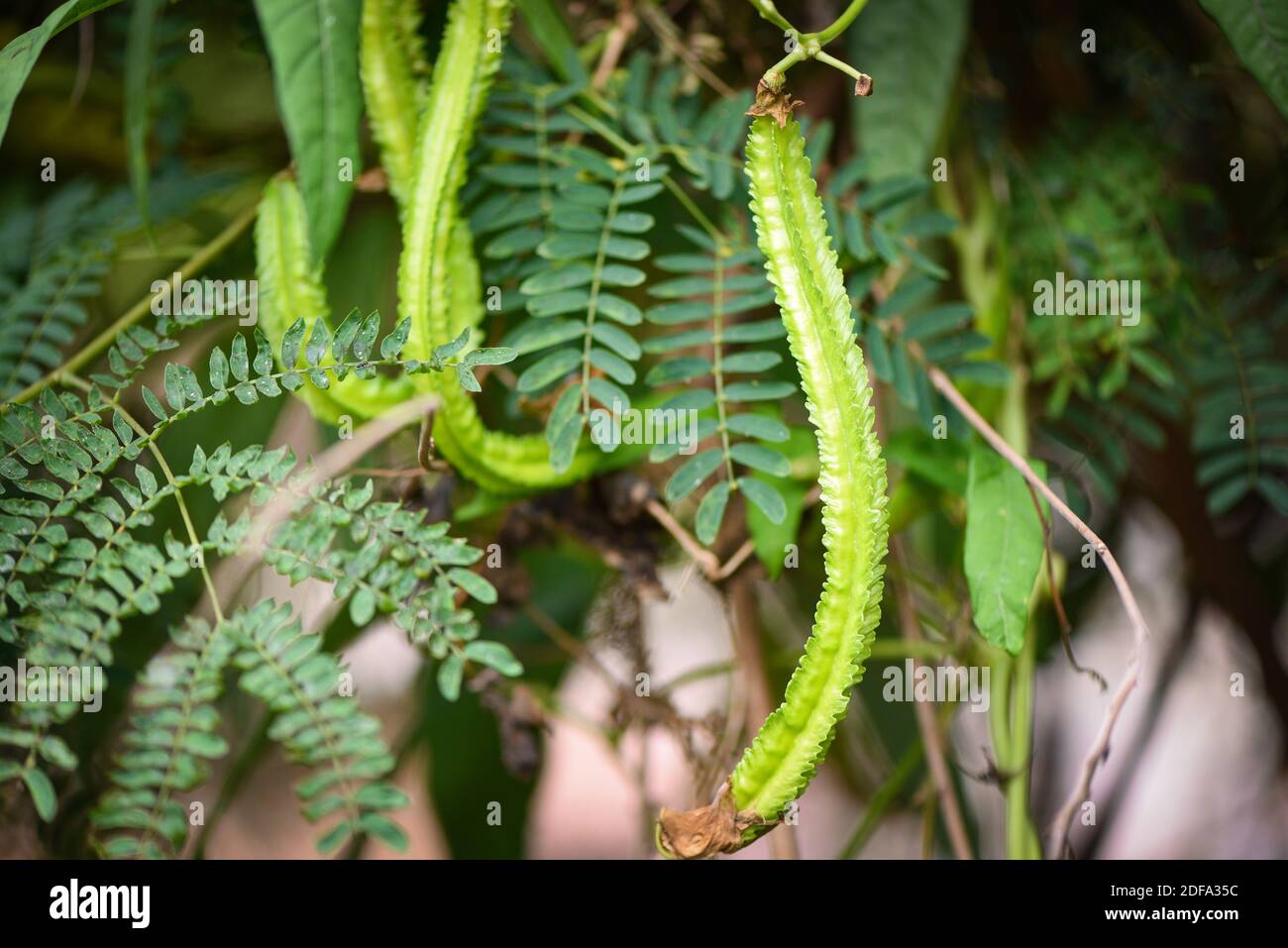 wing bean grows on vine tree, young winged beans agriculture Stock ...