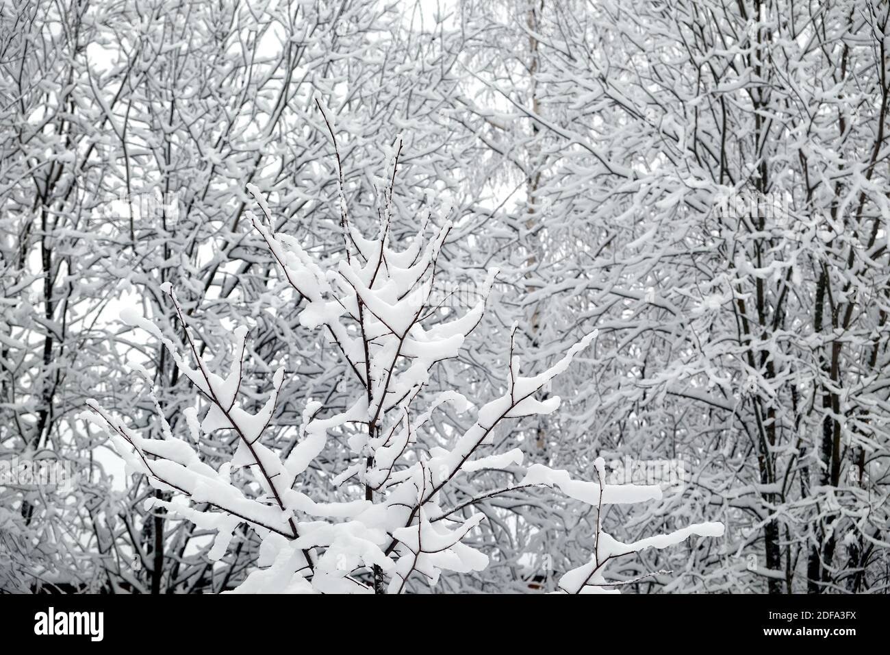 Snowbound tree tops hi-res stock photography and images - Alamy