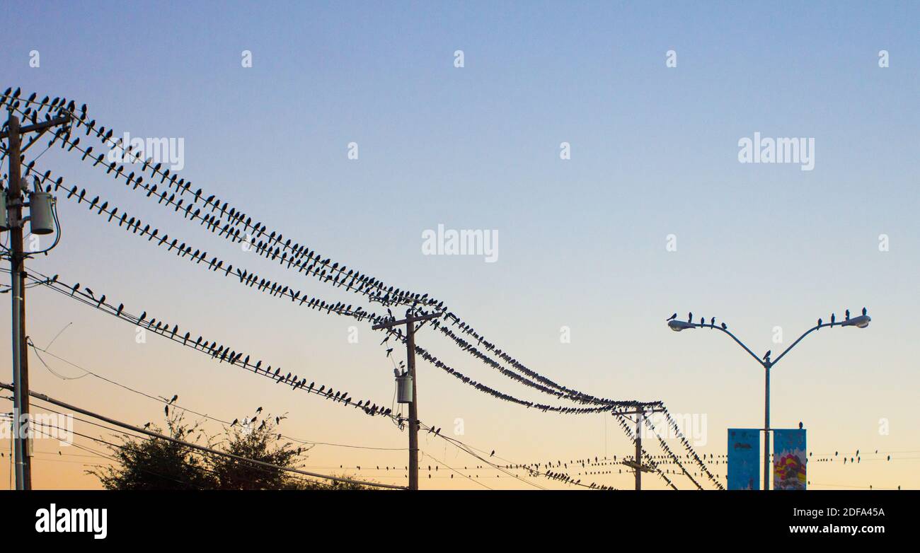 Dozens of Birds Sitting Stock Photo - Alamy