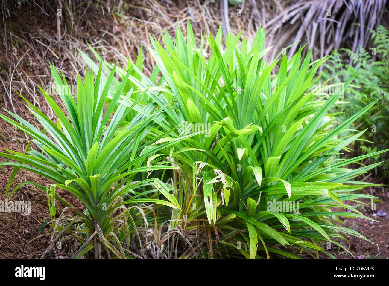 Pandan leaf plant growing on the Pandan trees garden for natural herbs ...