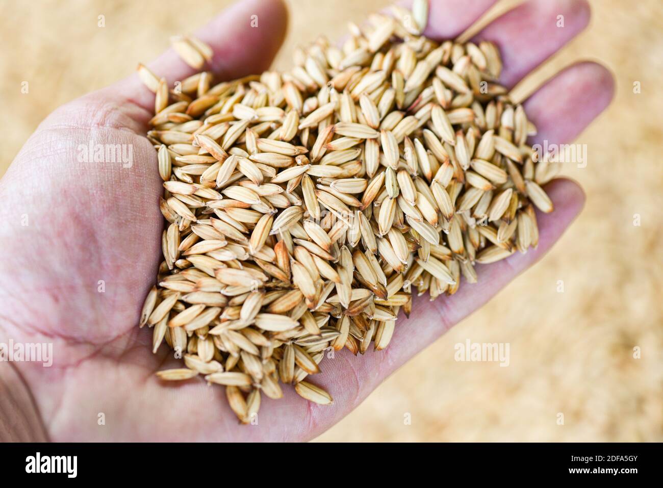 paddy rice in hand farmer, dry seed rice organic paddy agricultural ...