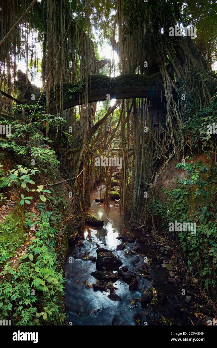Overgrown old bridge at Sacred Monkey Forest Sanctuary, Ubud Bali Stock ...