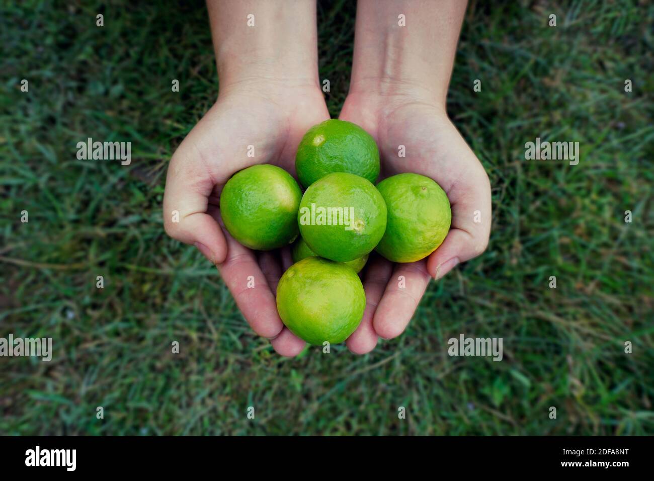 Lime harvest hi-res stock photography and images - Alamy