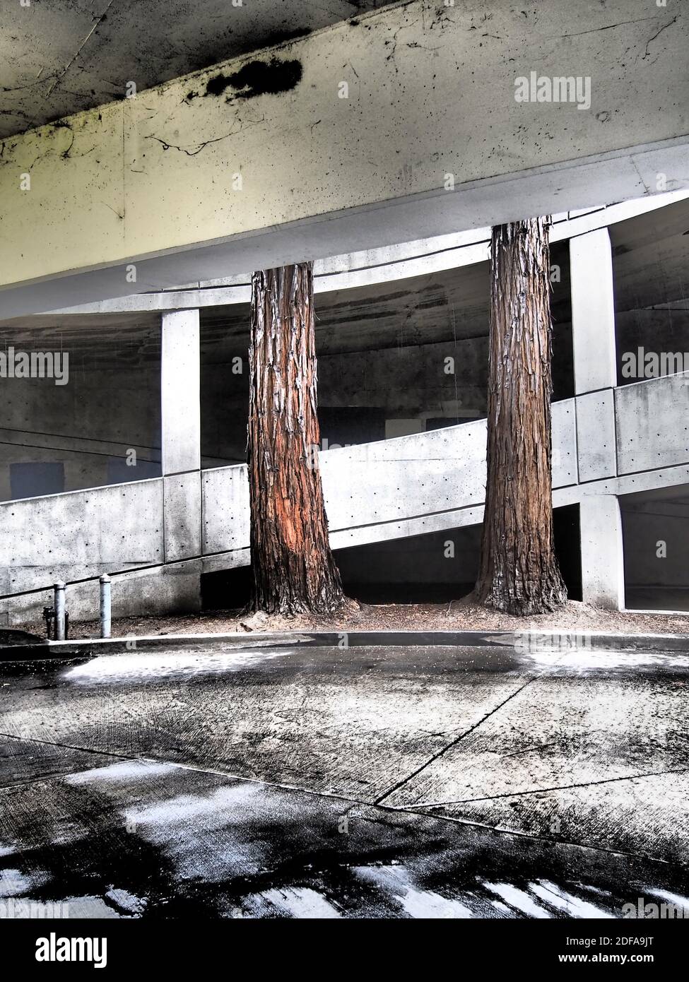 Empty parking tree hi-res stock photography and images - Alamy