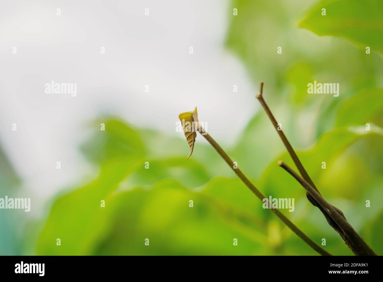 Bud twig hi-res stock photography and images - Alamy