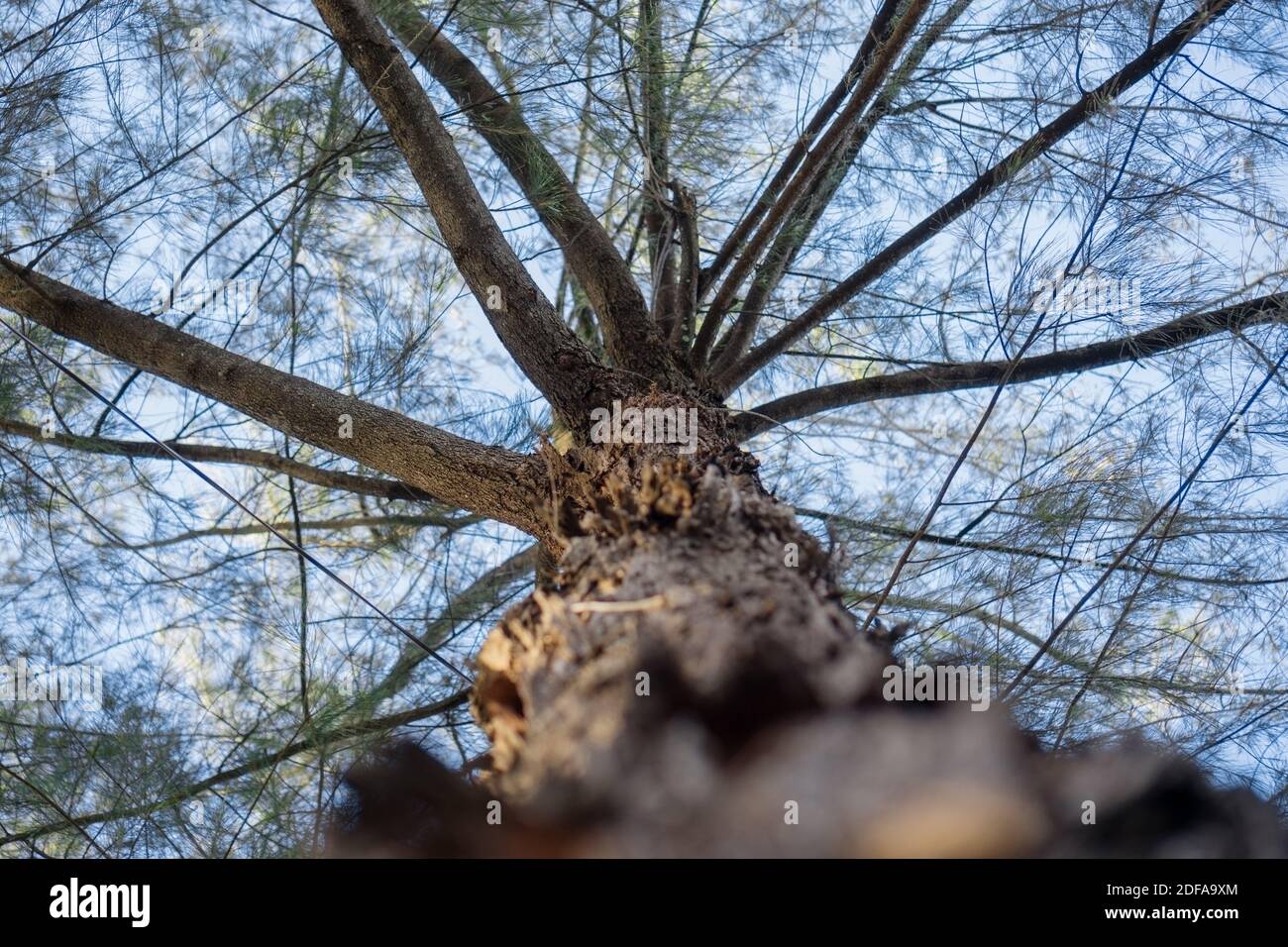 Pine tree low angle view hi-res stock photography and images - Alamy