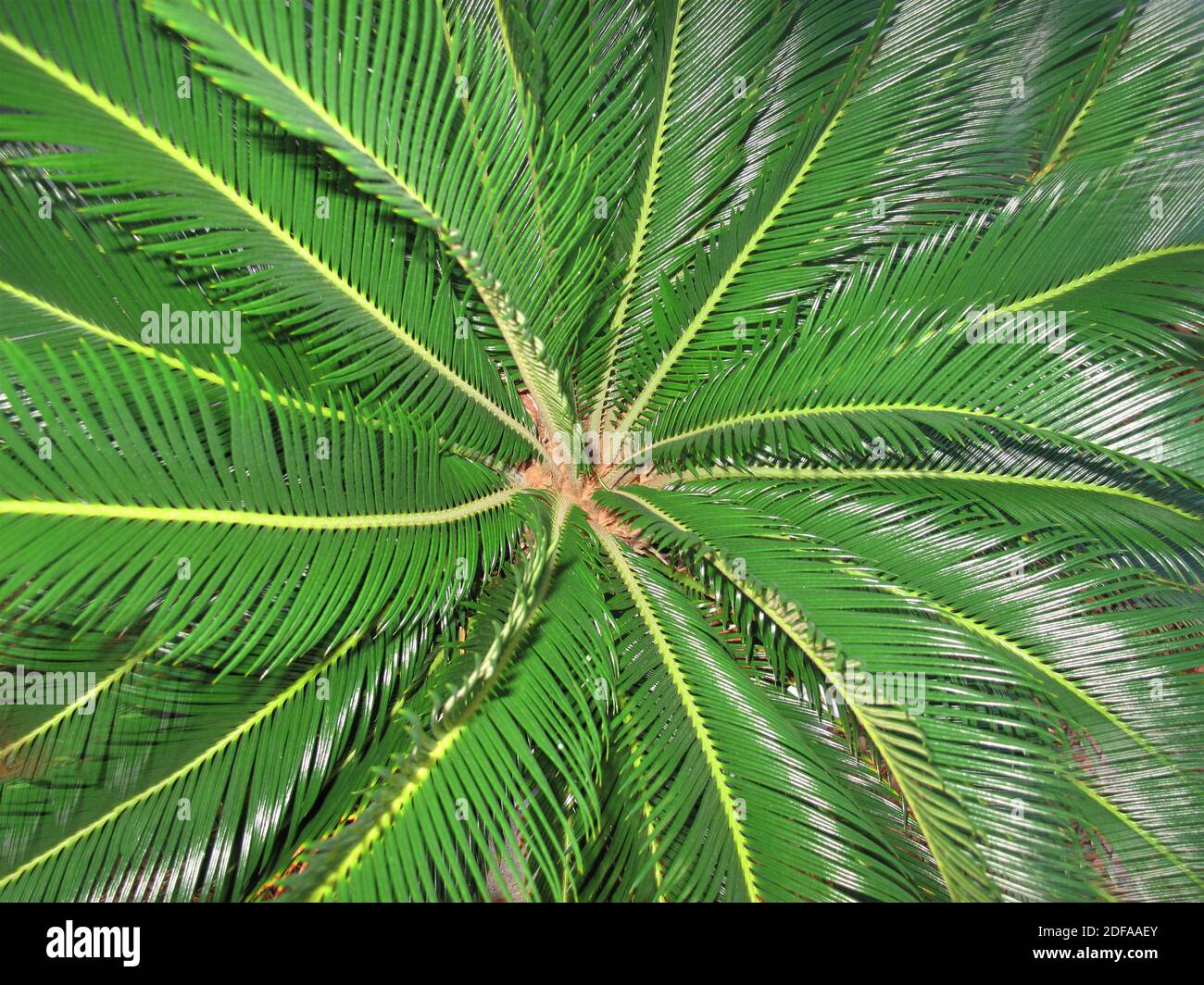 Botany textured hi-res stock photography and images - Alamy