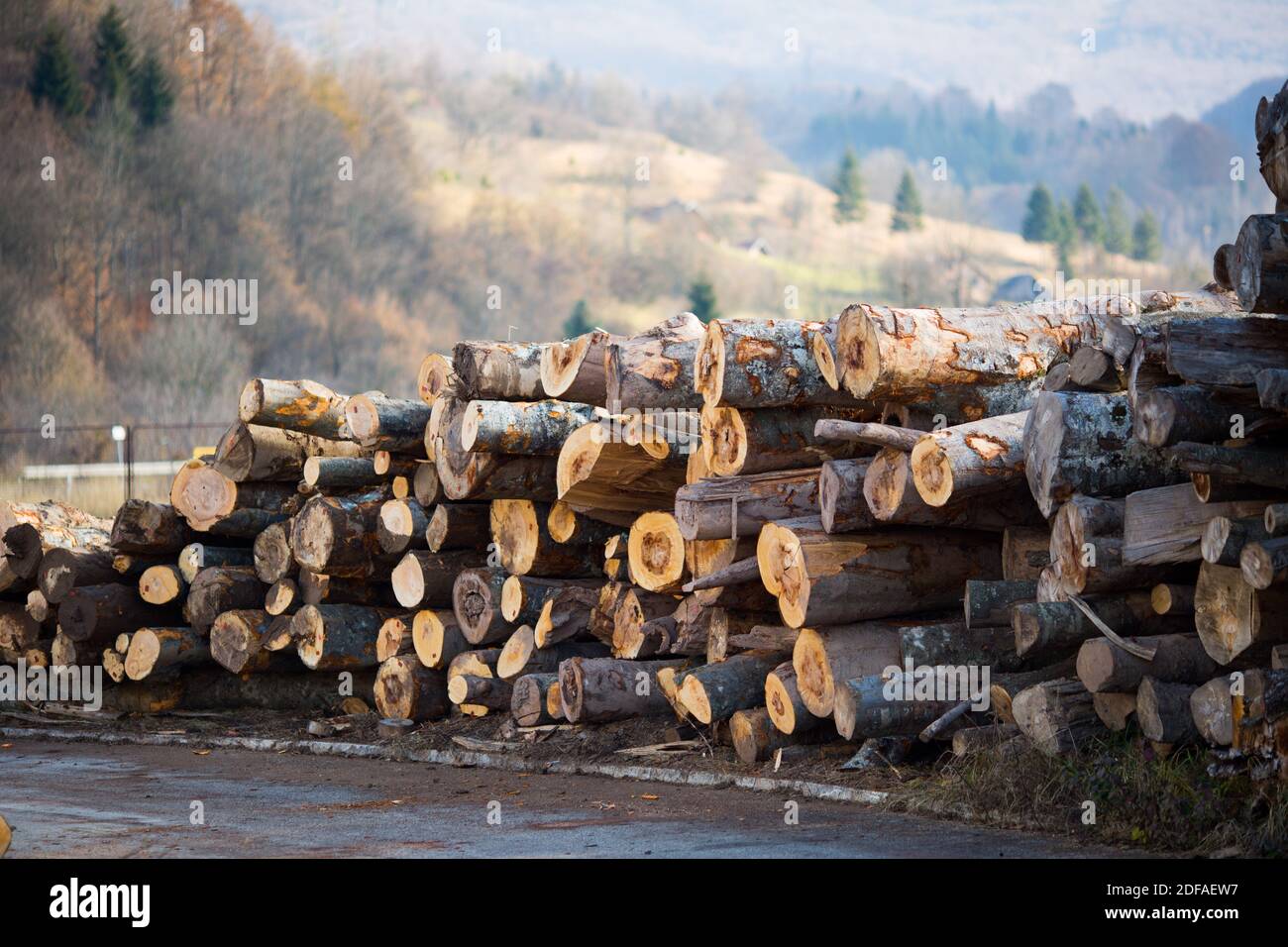 Stacks of freshly cut wood (woodpile, stacking of round wood). Timber ...