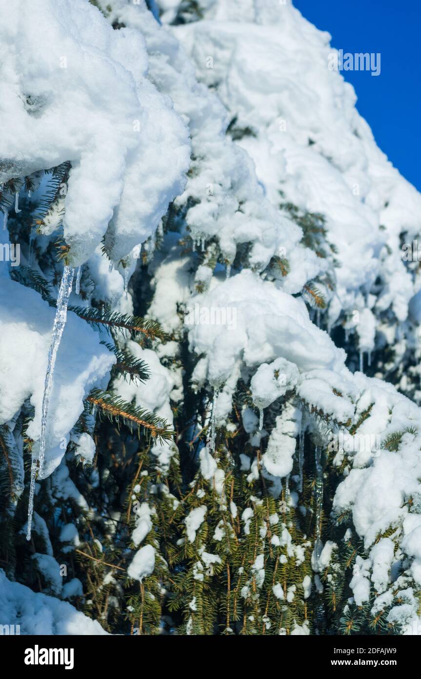 Winter landscape - snow and icicles on spruce branches sparkle in the ...