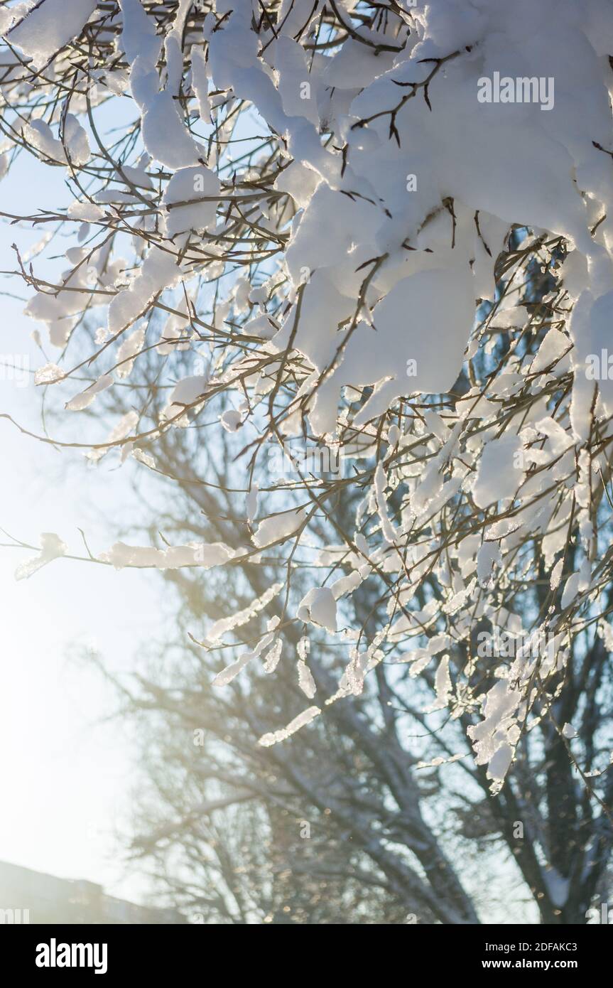 Winter landscape - snow and icicles on tree branches sparkle in the ...