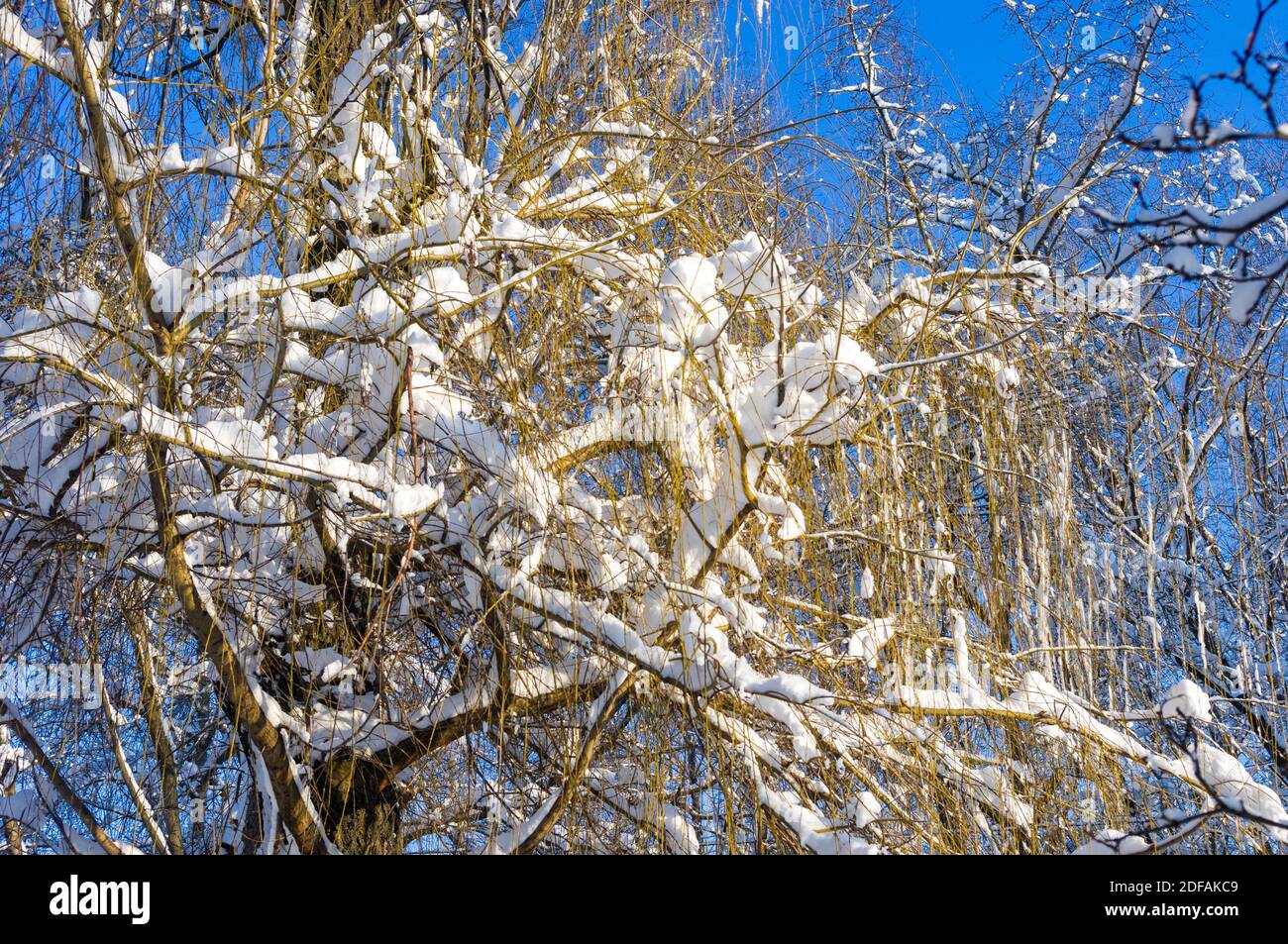 Winter landscape - snow and icicles on tree branches sparkle in the ...