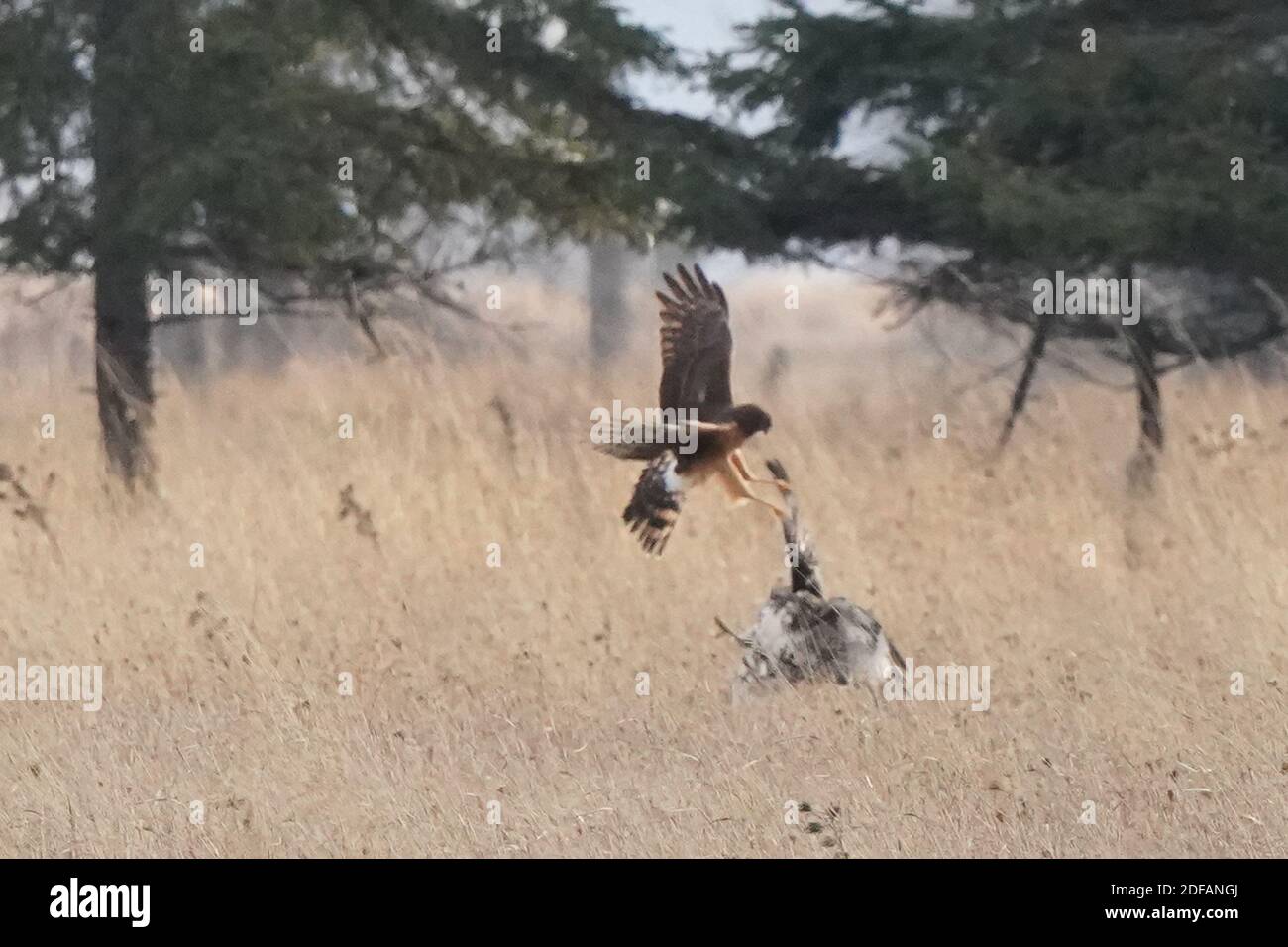 Harrier Hawk attacking Red Tailed Hawk Stock Photo - Alamy