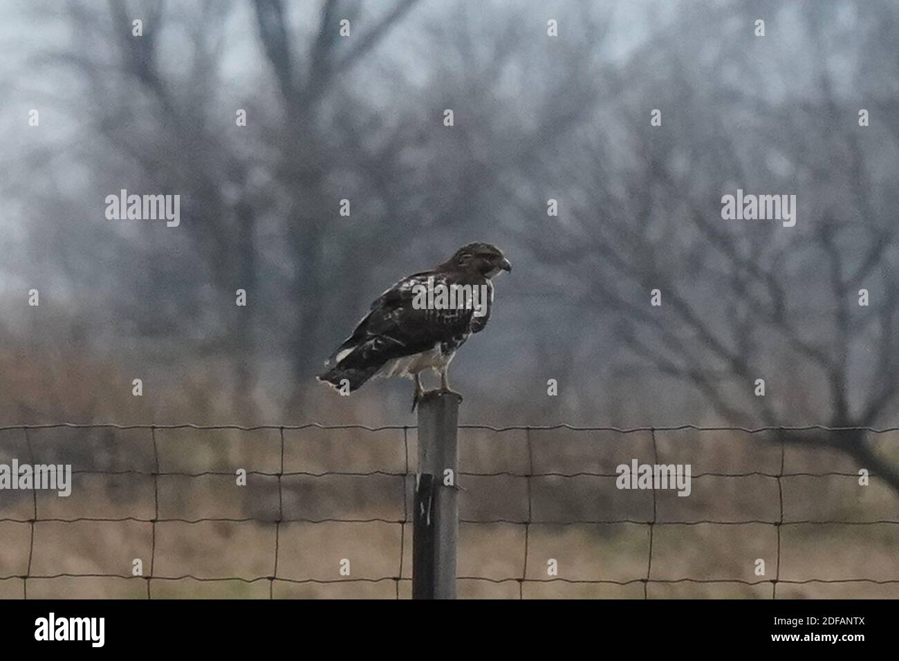 Red tailed hawk on fence hi-res stock photography and images - Alamy
