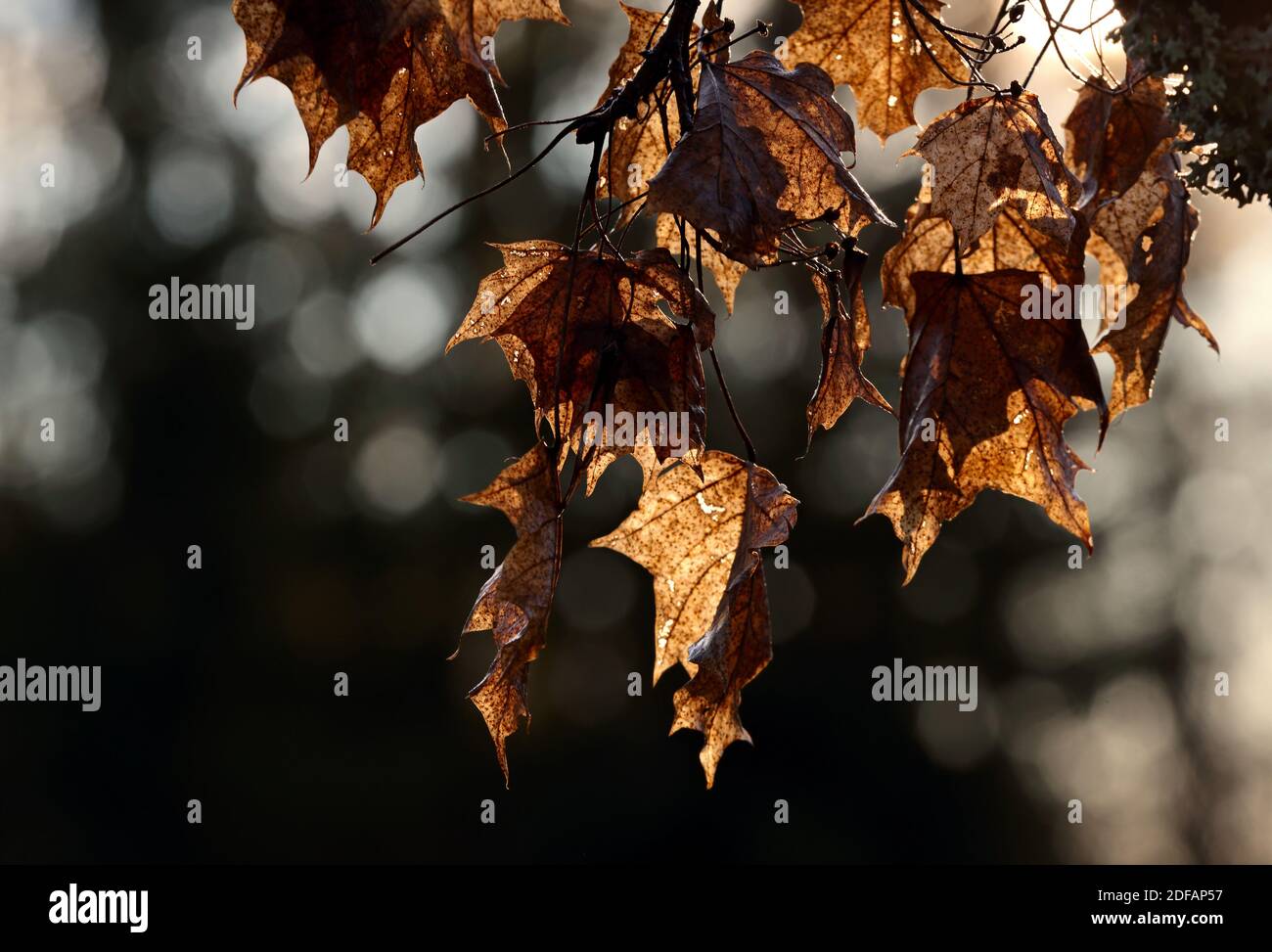 Rotten maple leaves leaf hi-res stock photography and images - Alamy