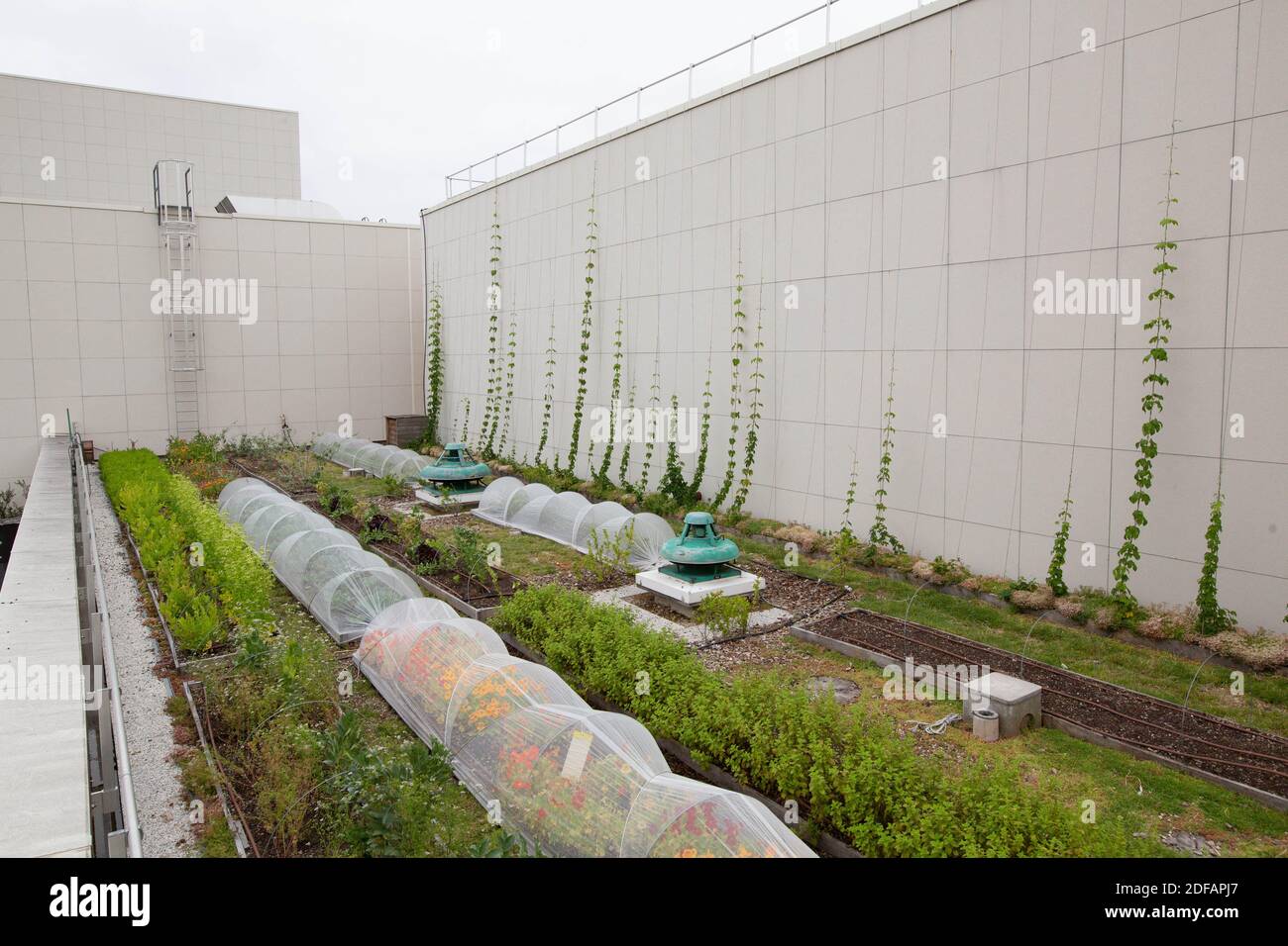 Staff of the company Topager works to harvest fruits and vegetables on ...