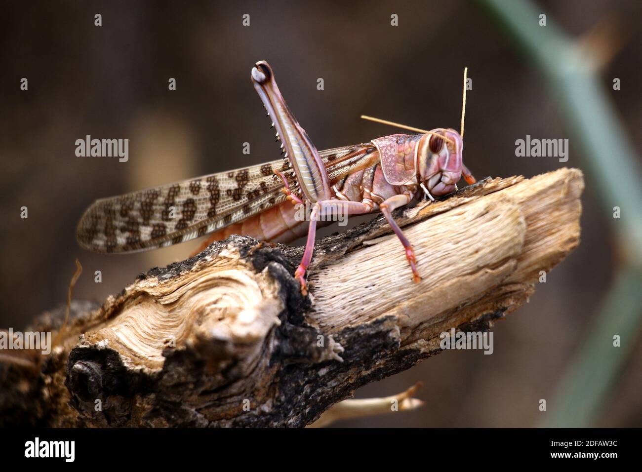 Locust Swarms High Resolution Stock Photography and Images - Alamy