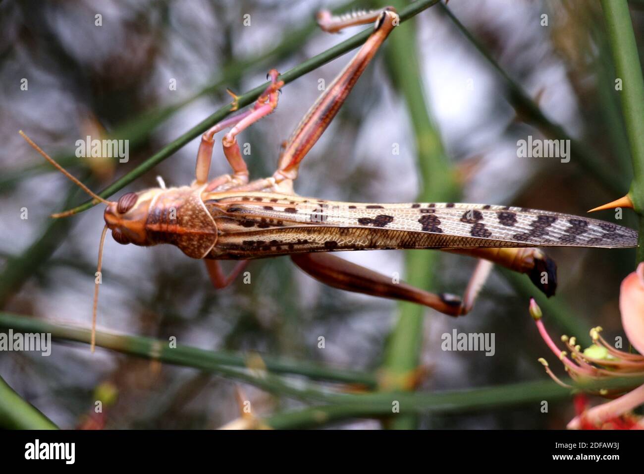 Dead locusts at a farm after spraying of pesticides by an agriculture ...