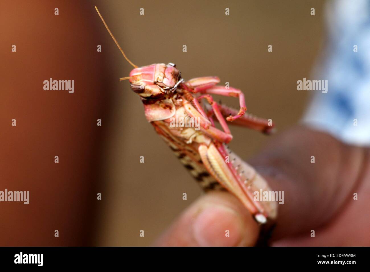 Dead locusts at a farm after spraying of pesticides by an agriculture ...