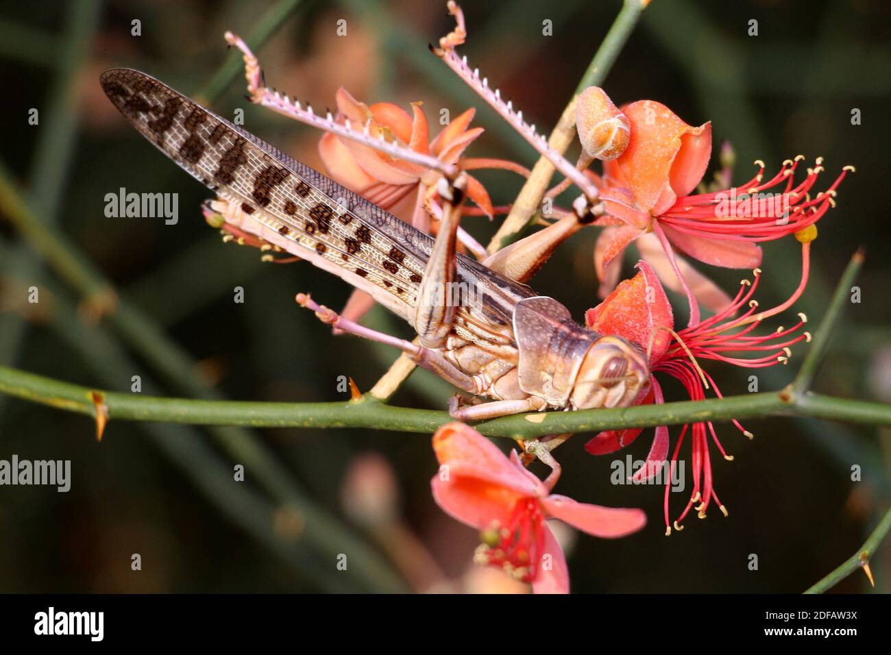 Dead locusts at a farm after spraying of pesticides by an agriculture ...