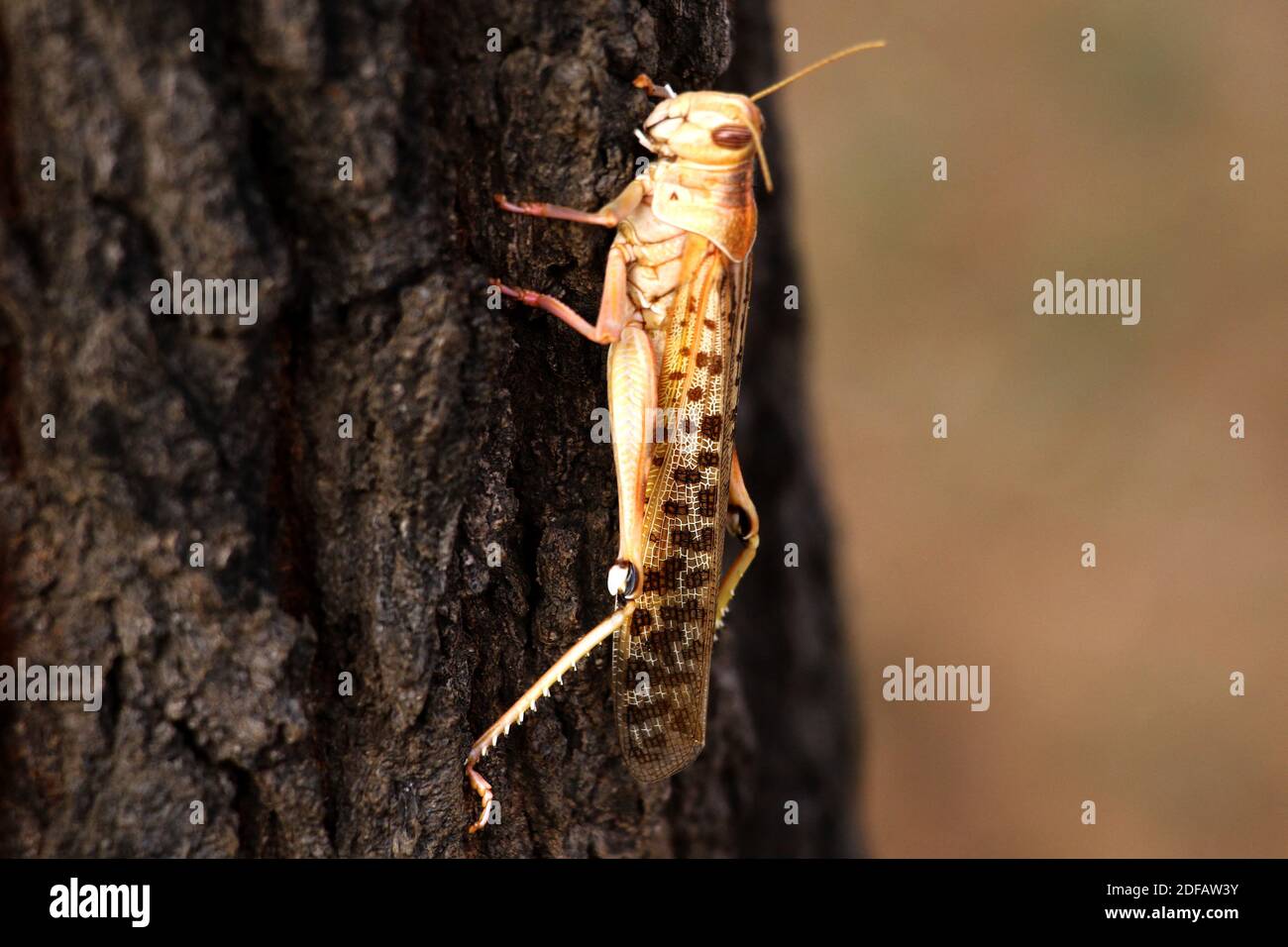 Locust Swarms High Resolution Stock Photography and Images - Alamy
