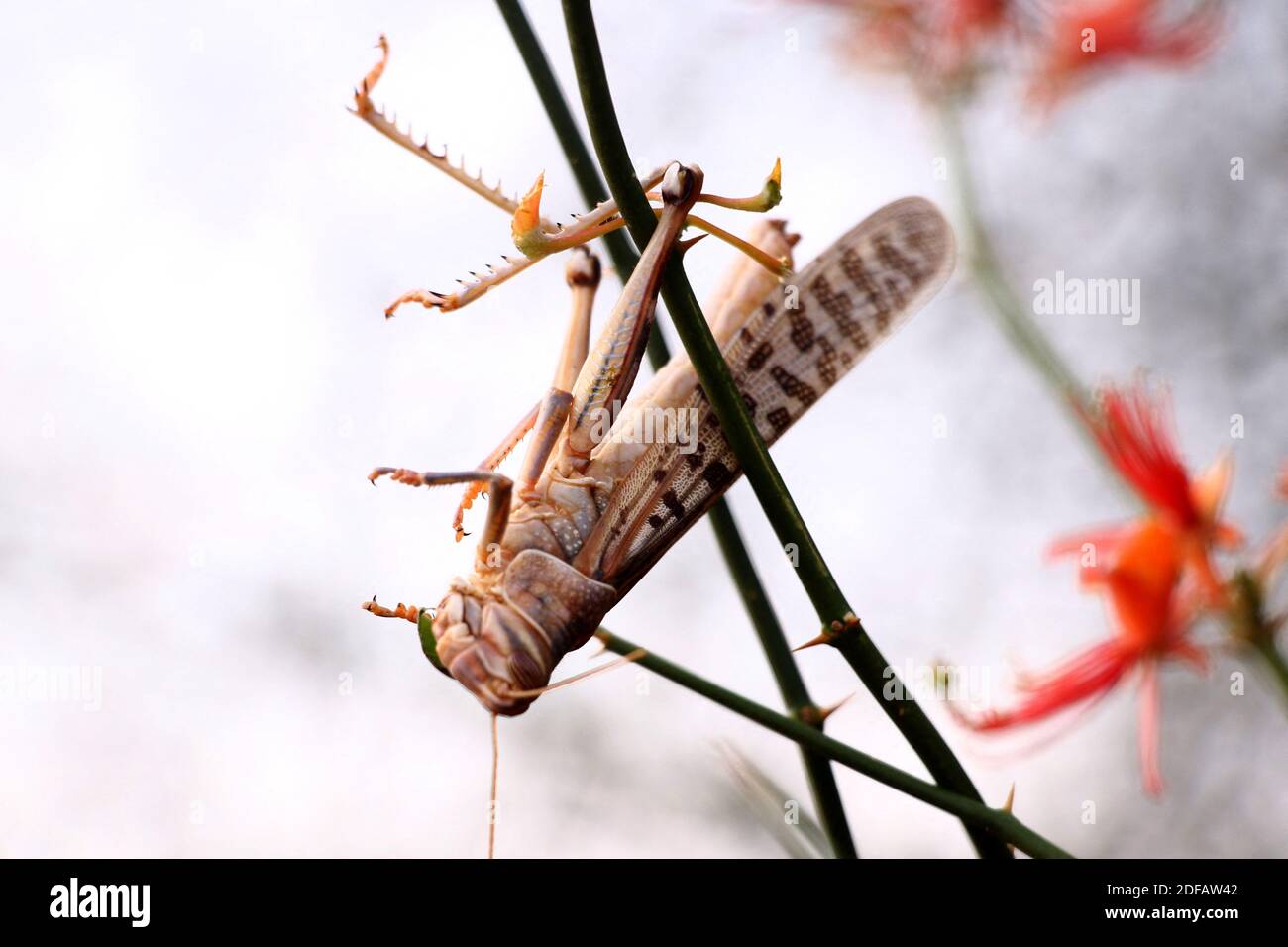 Dead locusts at a farm after spraying of pesticides by an agriculture ...