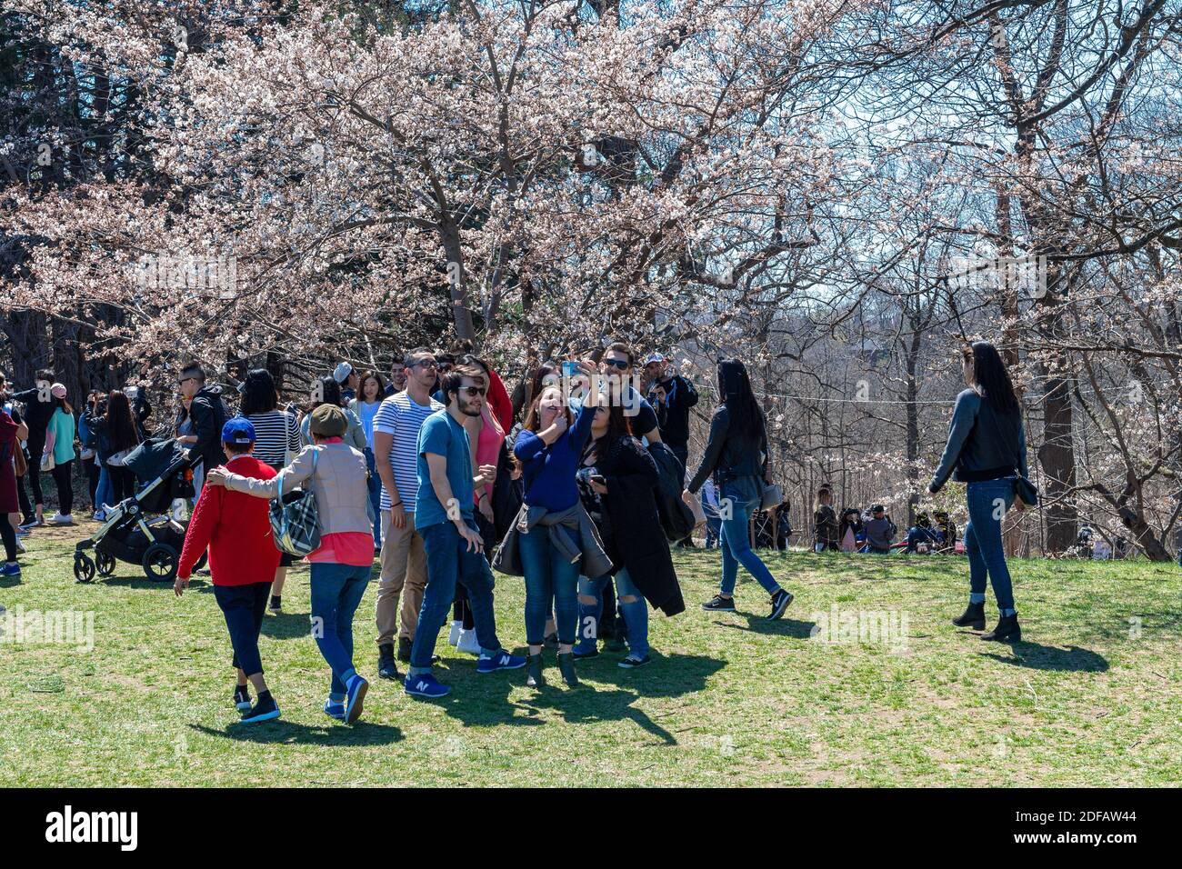 Cherry Trees Blossom at High Park, Toronto, Canada Stock Photo - Alamy