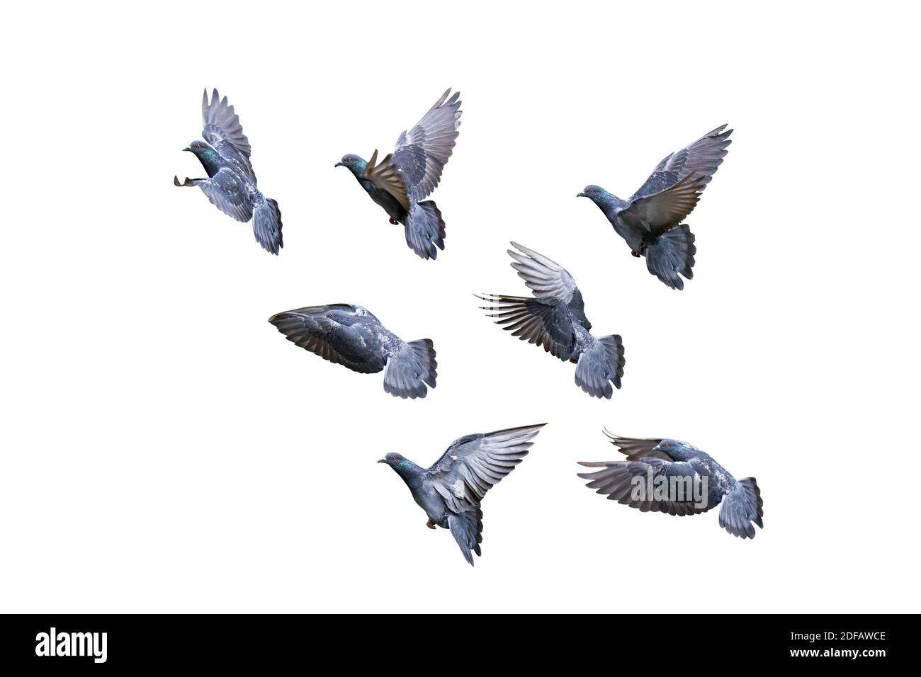Movement Scene of Group of Rock Pigeons Flying in The Air Isolated on ...