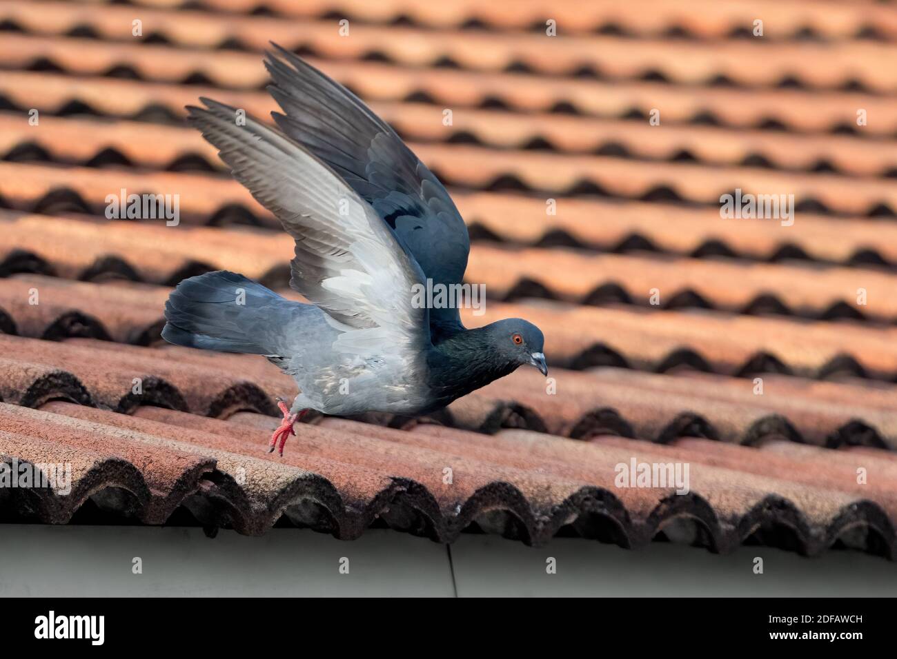 Movement Scene of Rock Pigeon Flying in The Air Isolated on Tile Roof ...