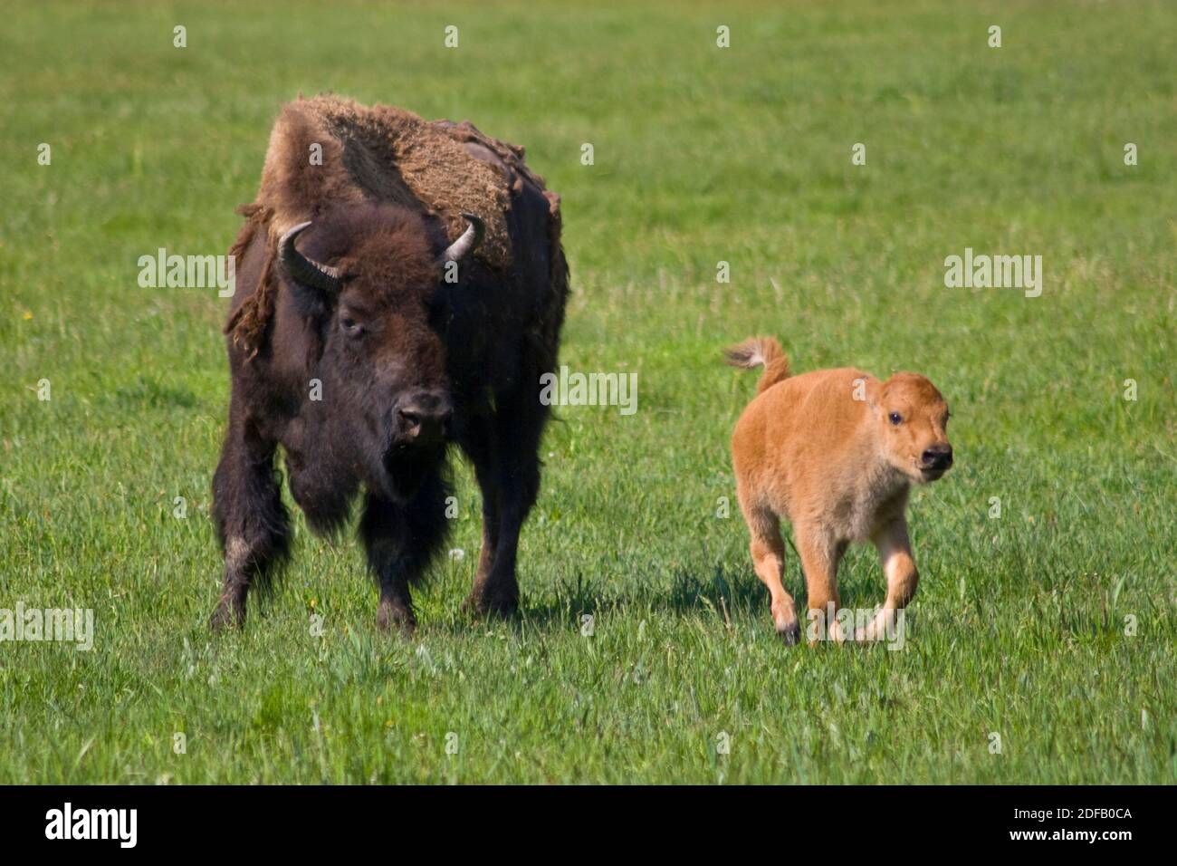 A BISON COW with her frolicking CALF - YELLOWSTONE NATIONAL PARK ...