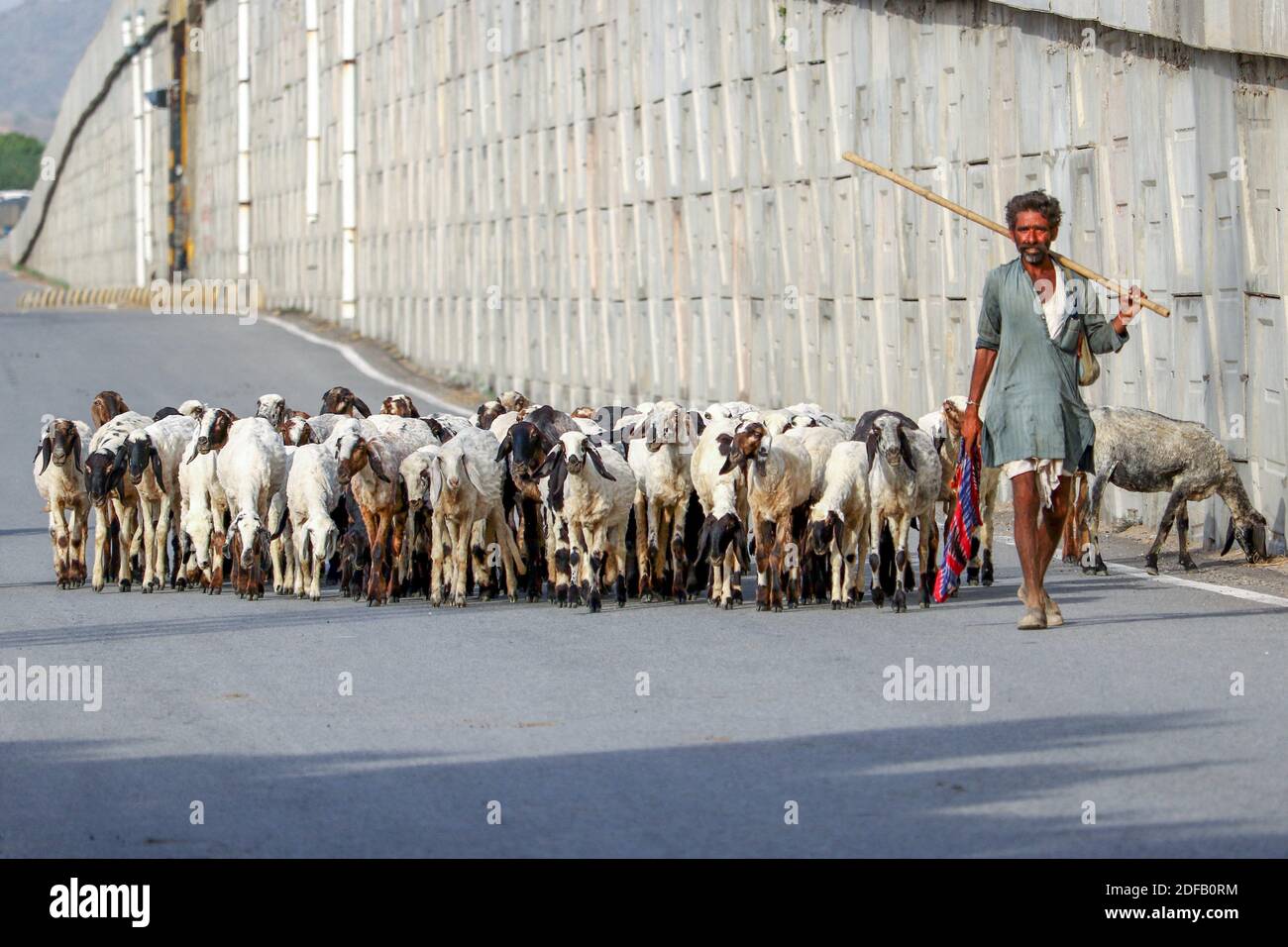 Indian shepherd herd sheeps hi-res stock photography and images - Alamy