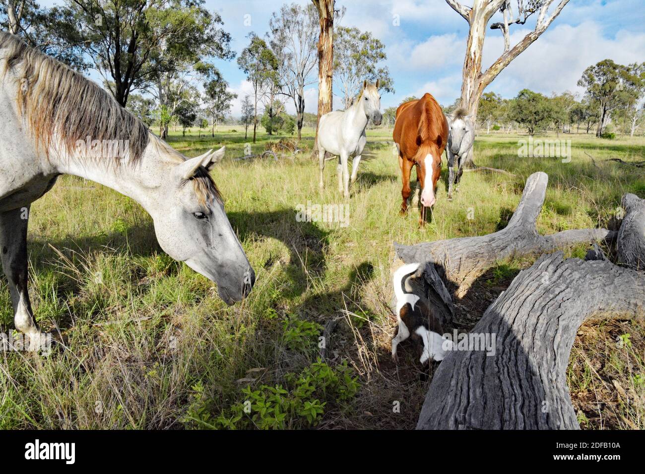 Australian cattle station working dogs hi-res stock photography and ...
