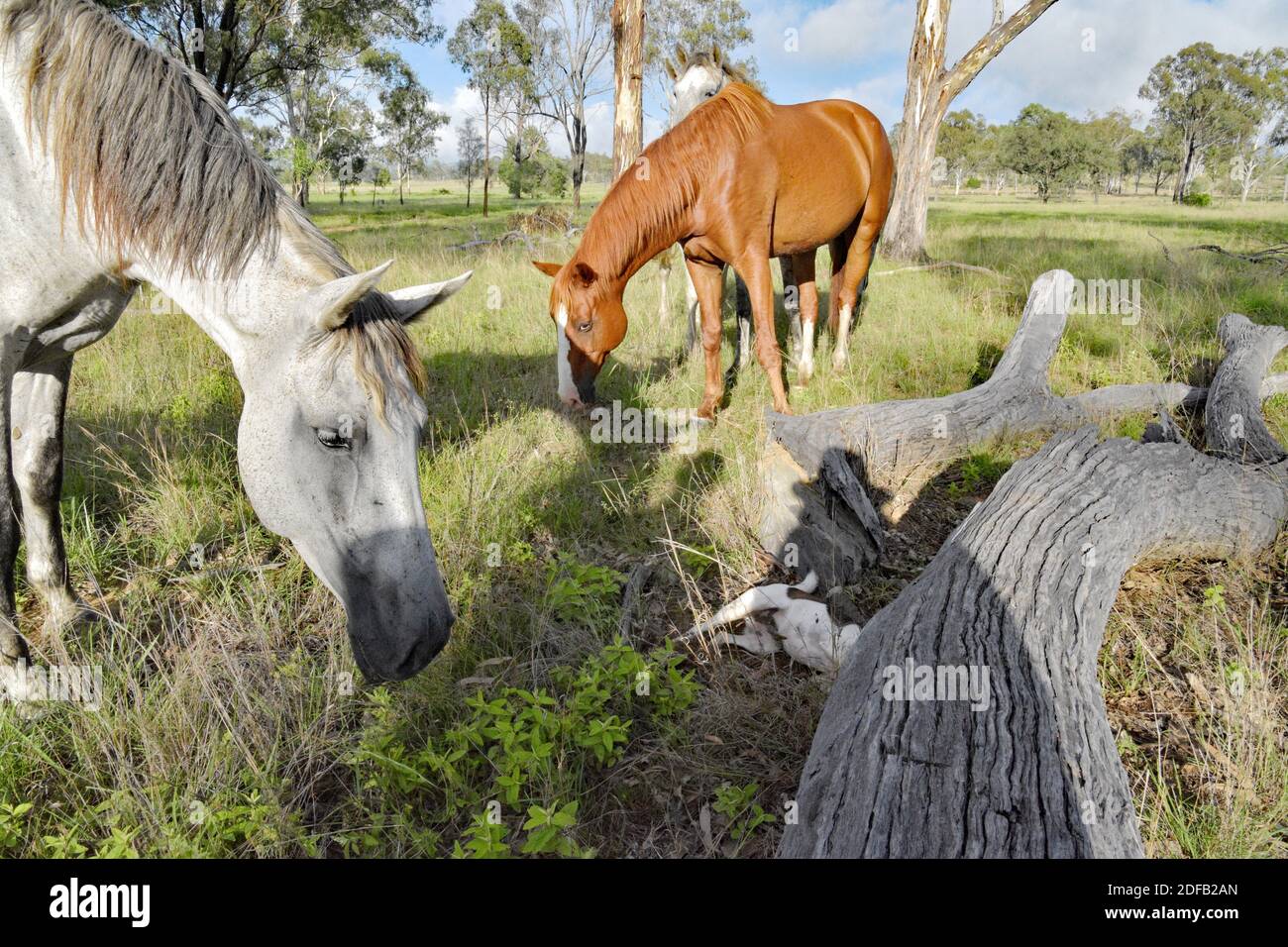 Australian cattle station working dogs hi-res stock photography and ...