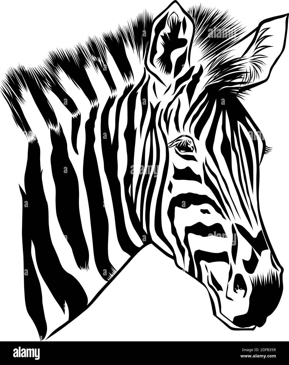vector drawing of zebra head Stock Vector Image & Art - Alamy