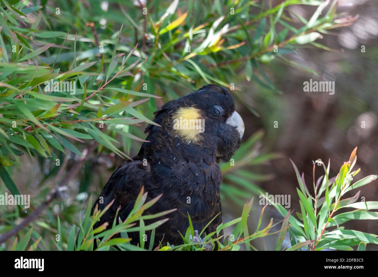Yellow Tailed Black Cockatoo Stock Photo - Alamy