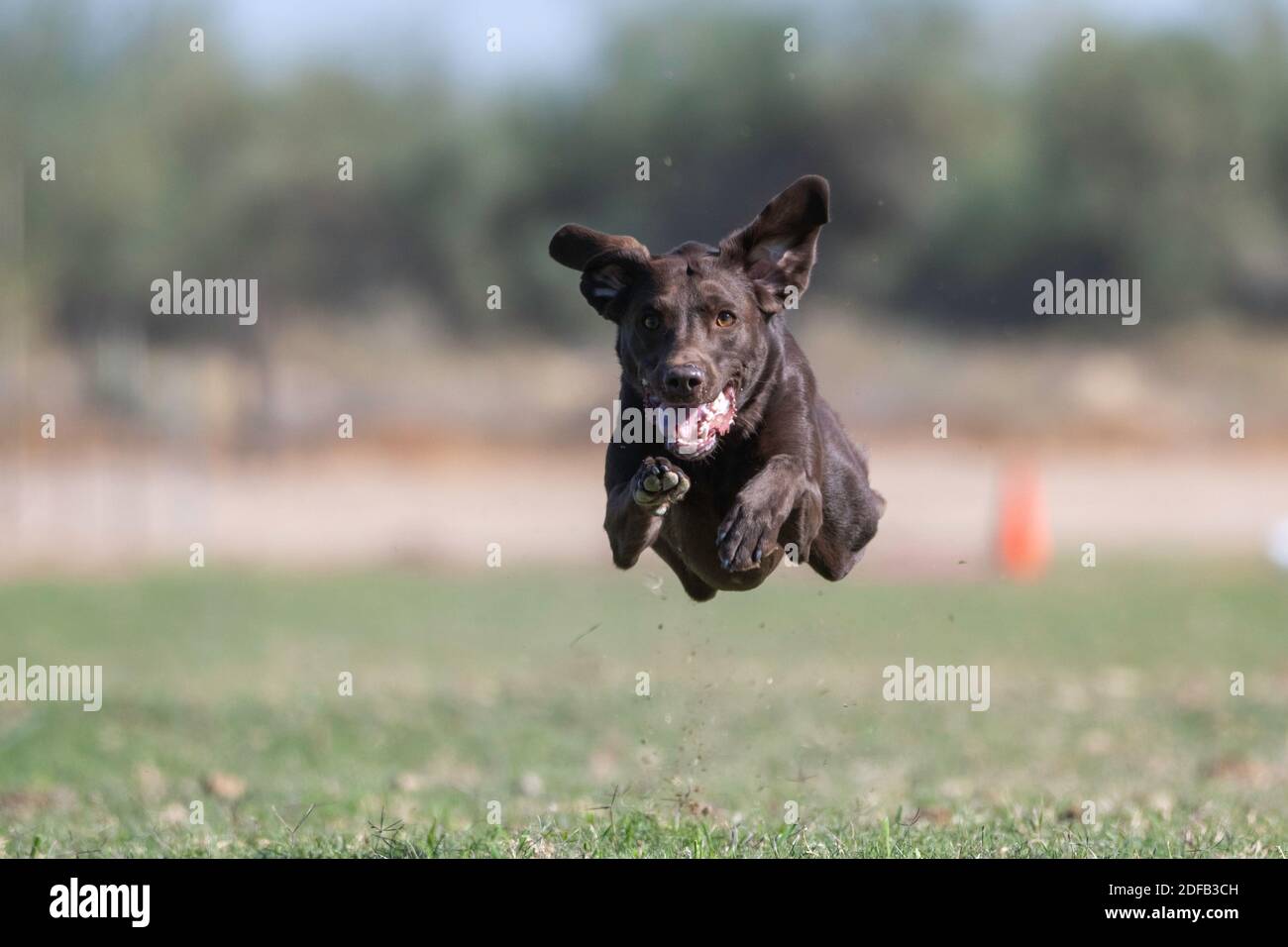 Black lab dog cat hi-res stock photography and images - Alamy