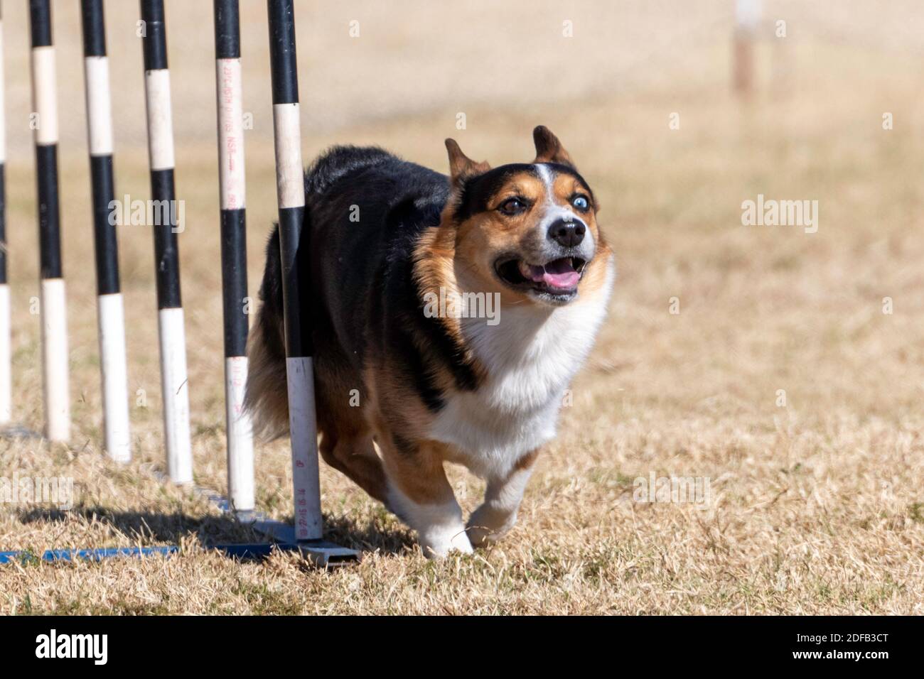 Tri color corgi on an agility course coming out of the weave poles ...