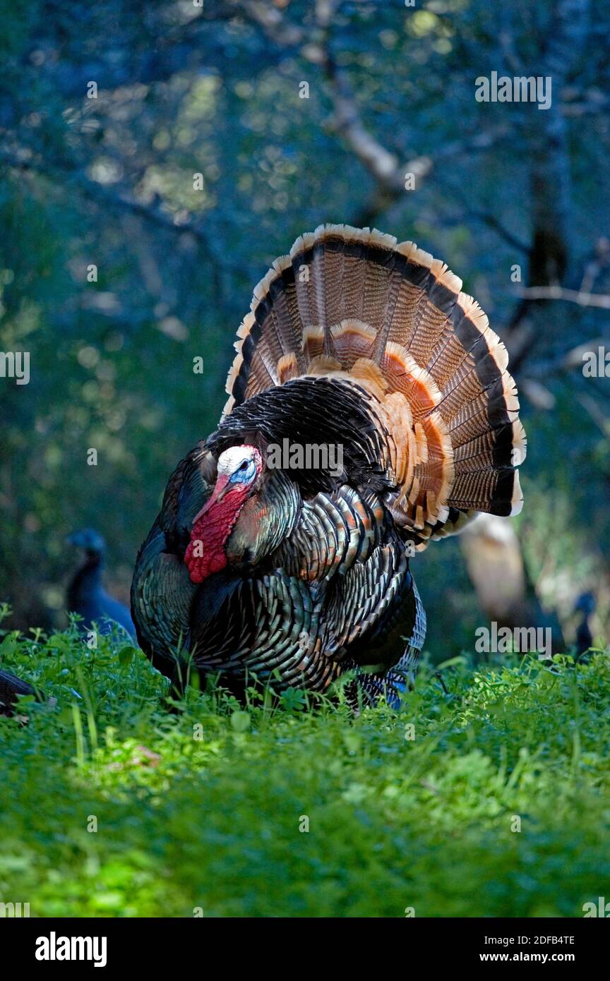 Mating displays hi-res stock photography and images - Alamy