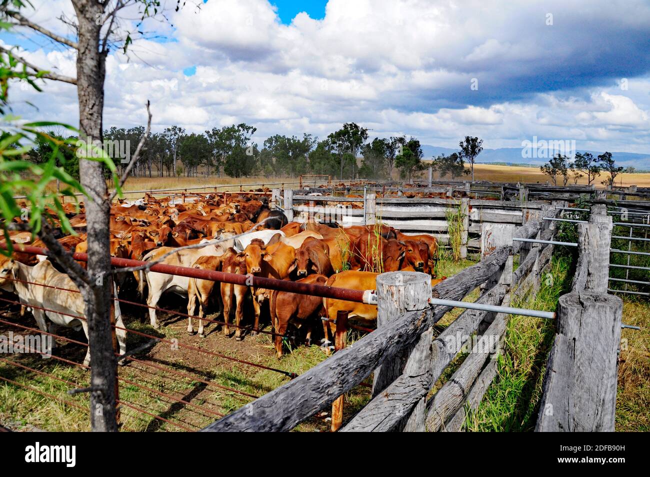 CATTLE IN HOLDING YARDS OUTBACK AUSTRALIA Stock Photo - Alamy
