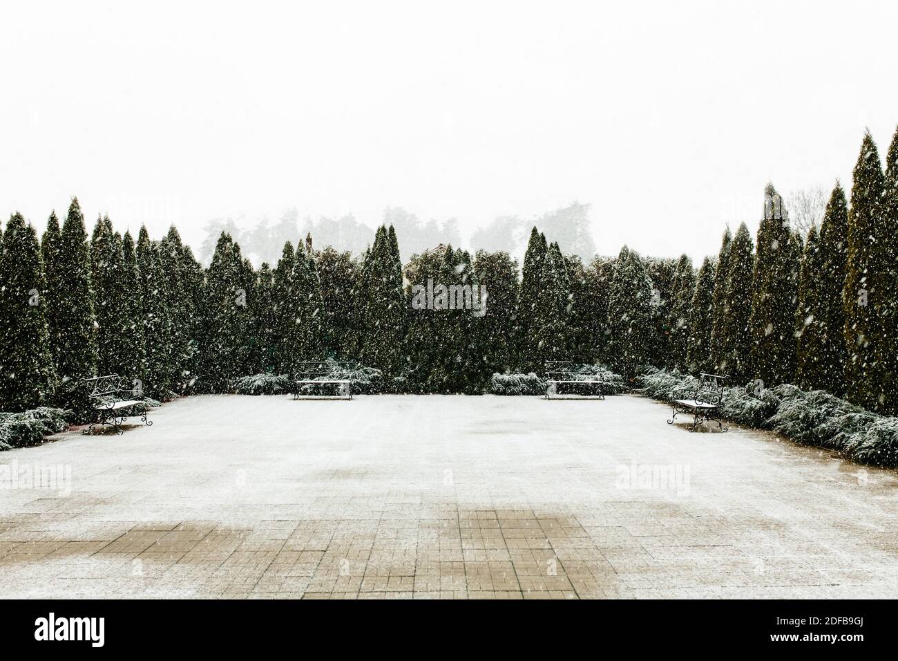 Empty yard surrounded by tree, around it's snowing. Isolated place for ...